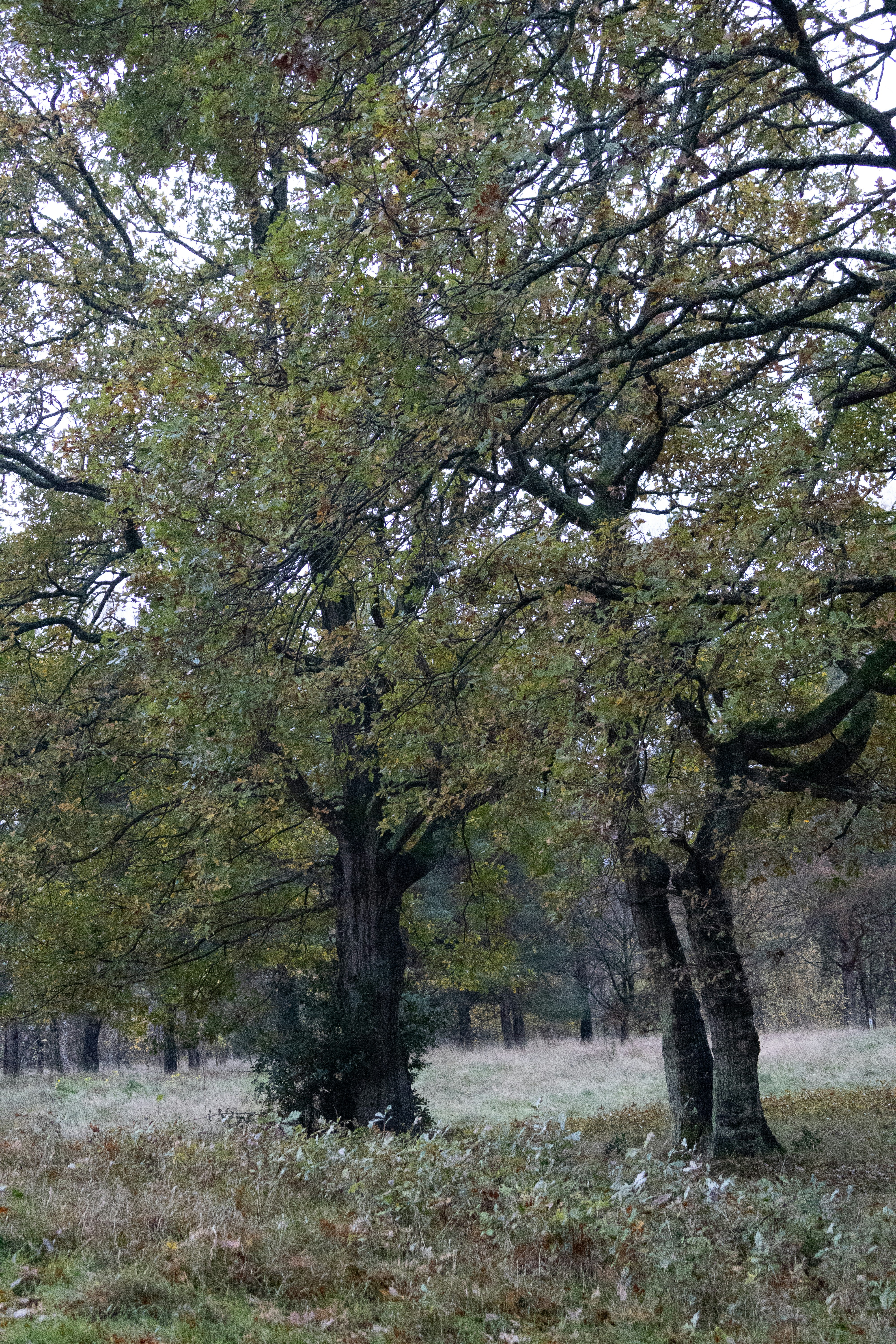Autumn Oaks in a Quiet Meadow Under Gray Light
