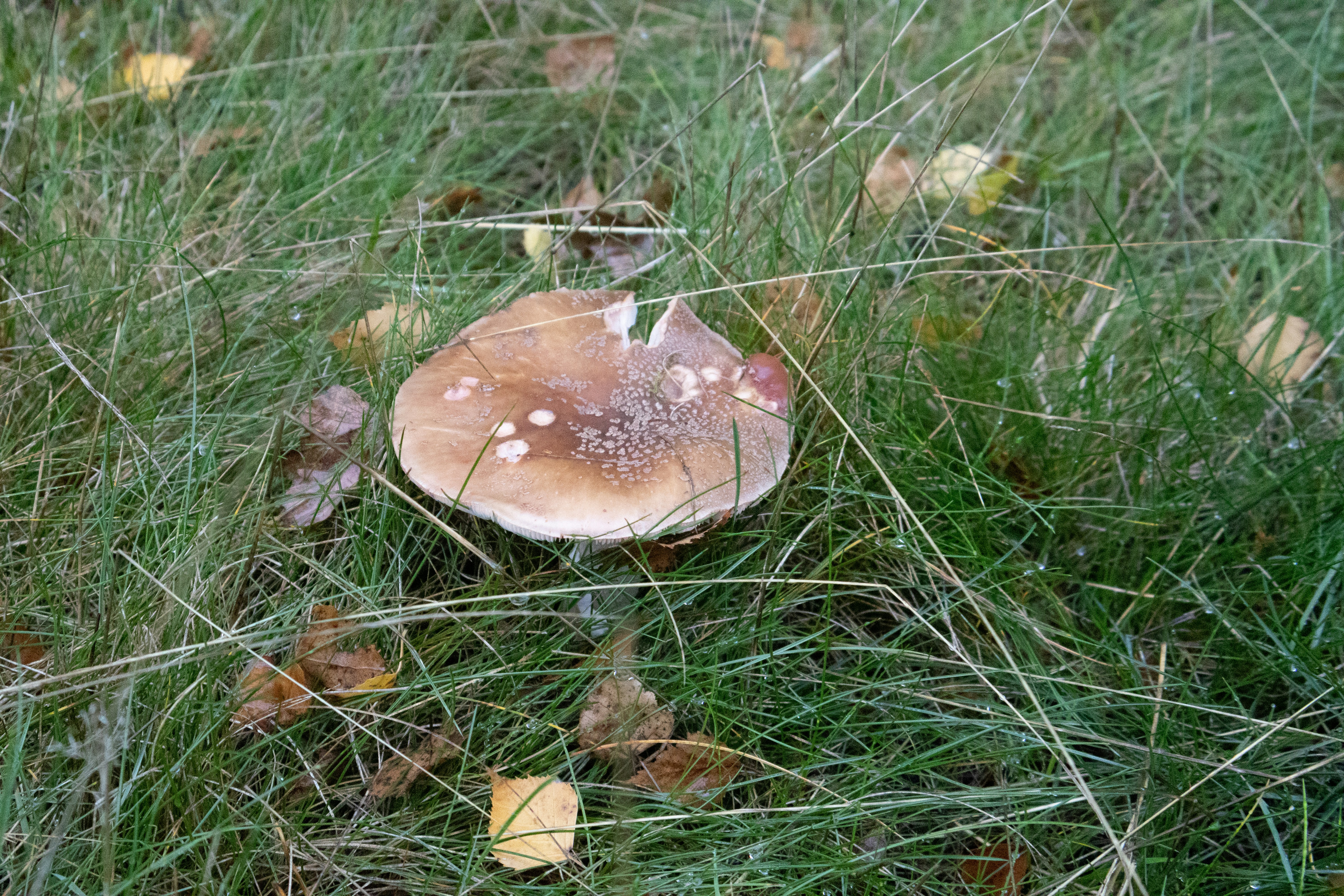 Speckled Tawny Mushroom Emerges from an Autumn-Grass Carpet