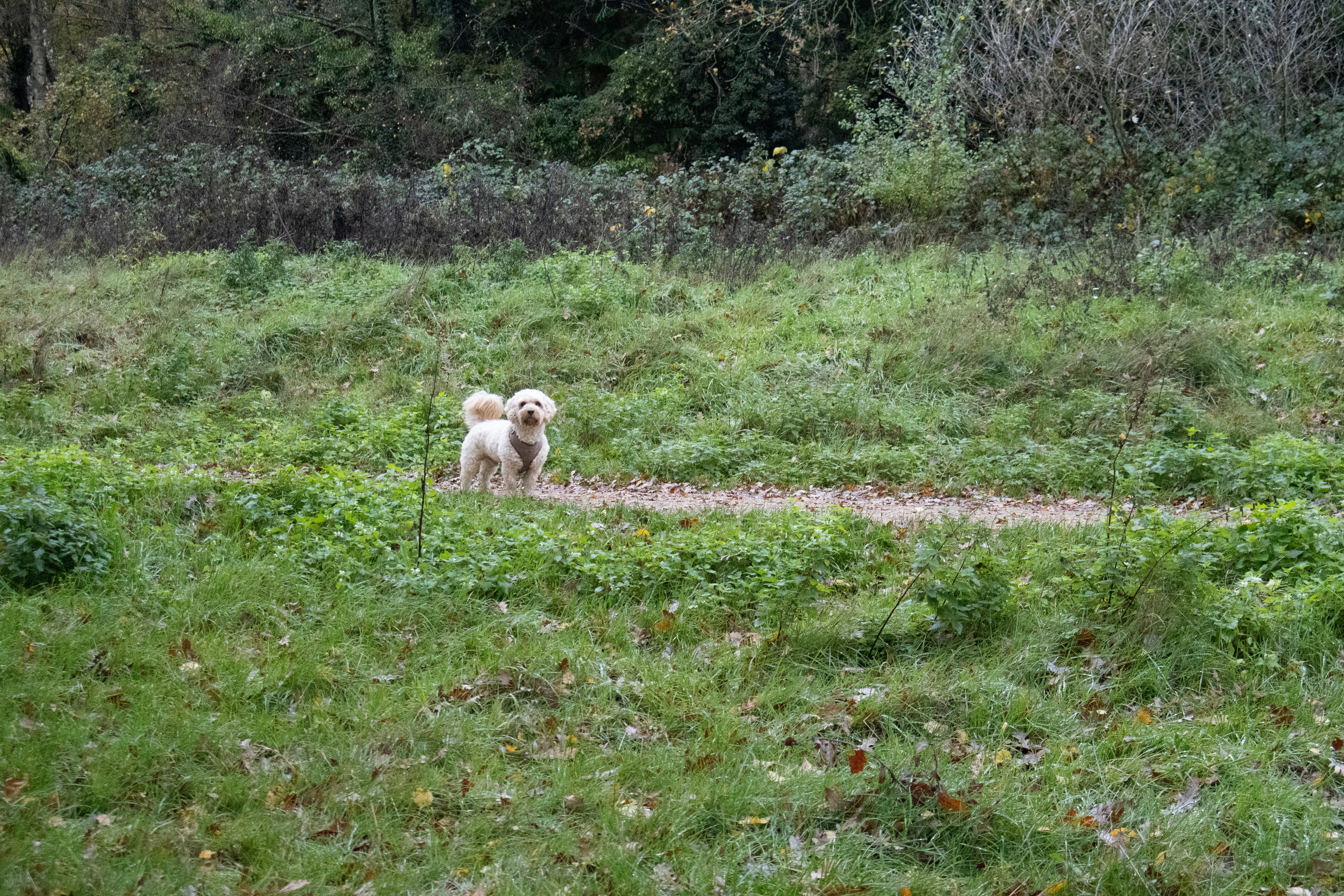 Cream-Furred Terrier Pauses on a Quiet Meadow Trail