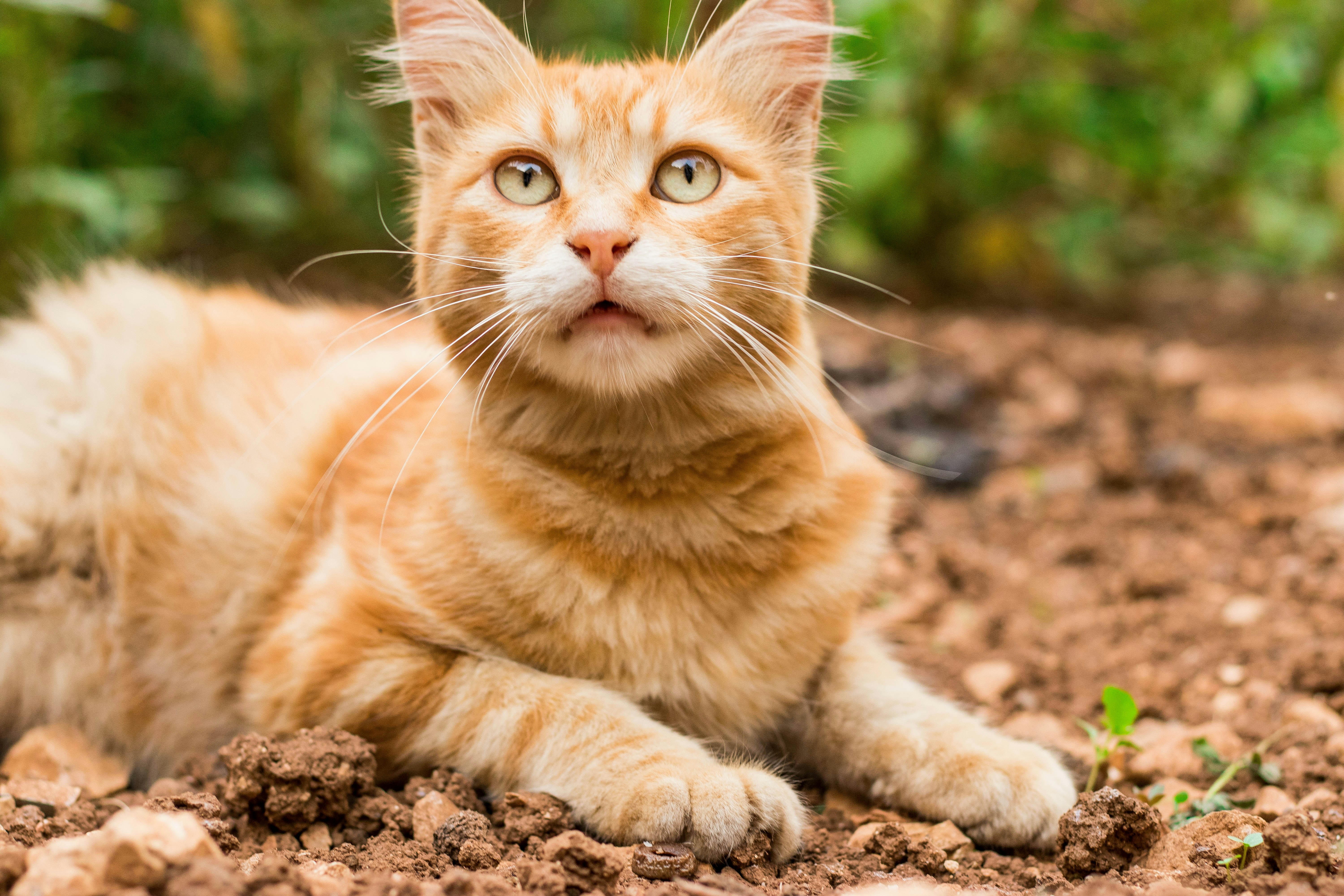 Amber-Eyed Ginger Cat on a Sun-Warmed Dirt Patch