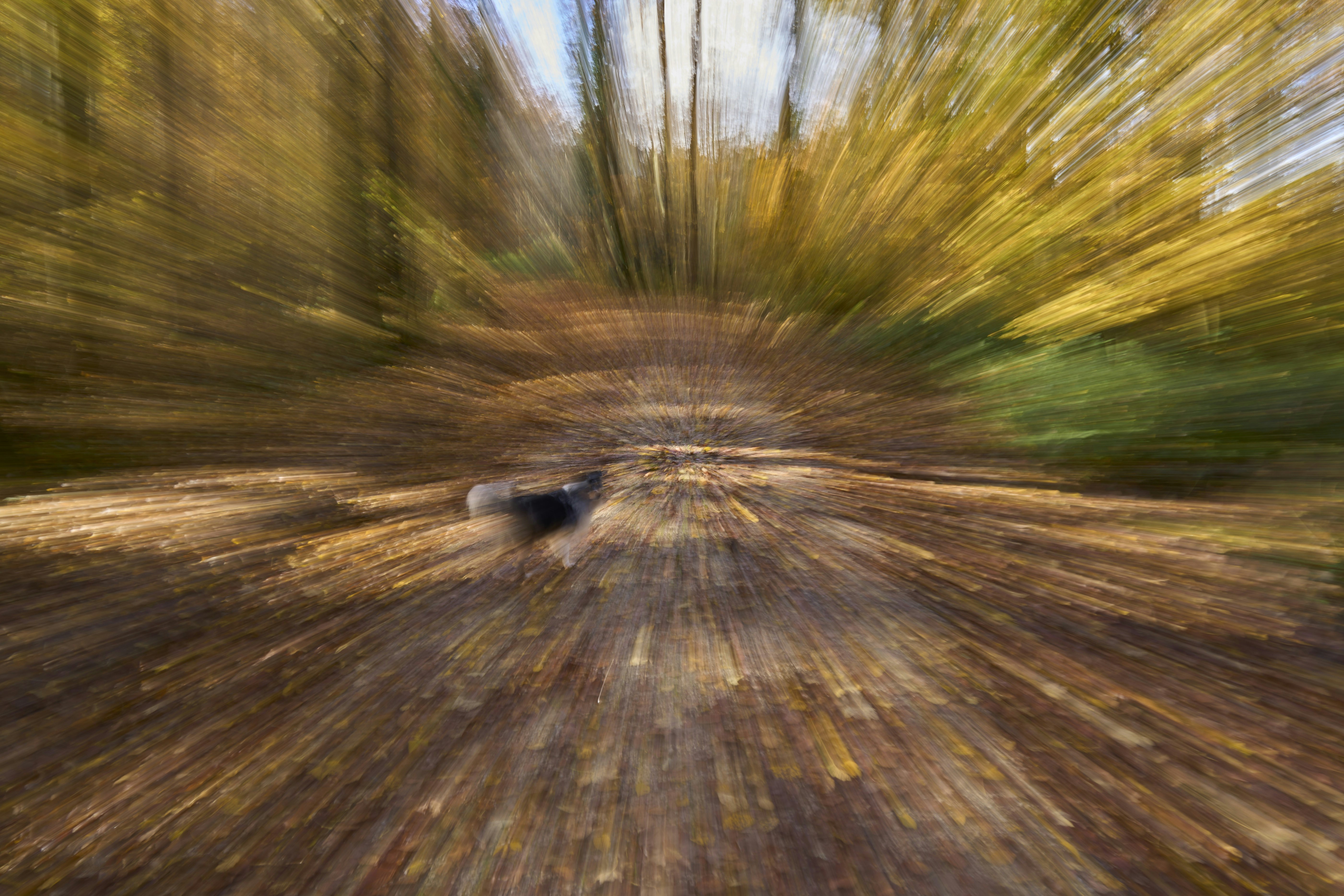 Autumn Blur on the Path: a solitary dog on a sunlit woodland trail