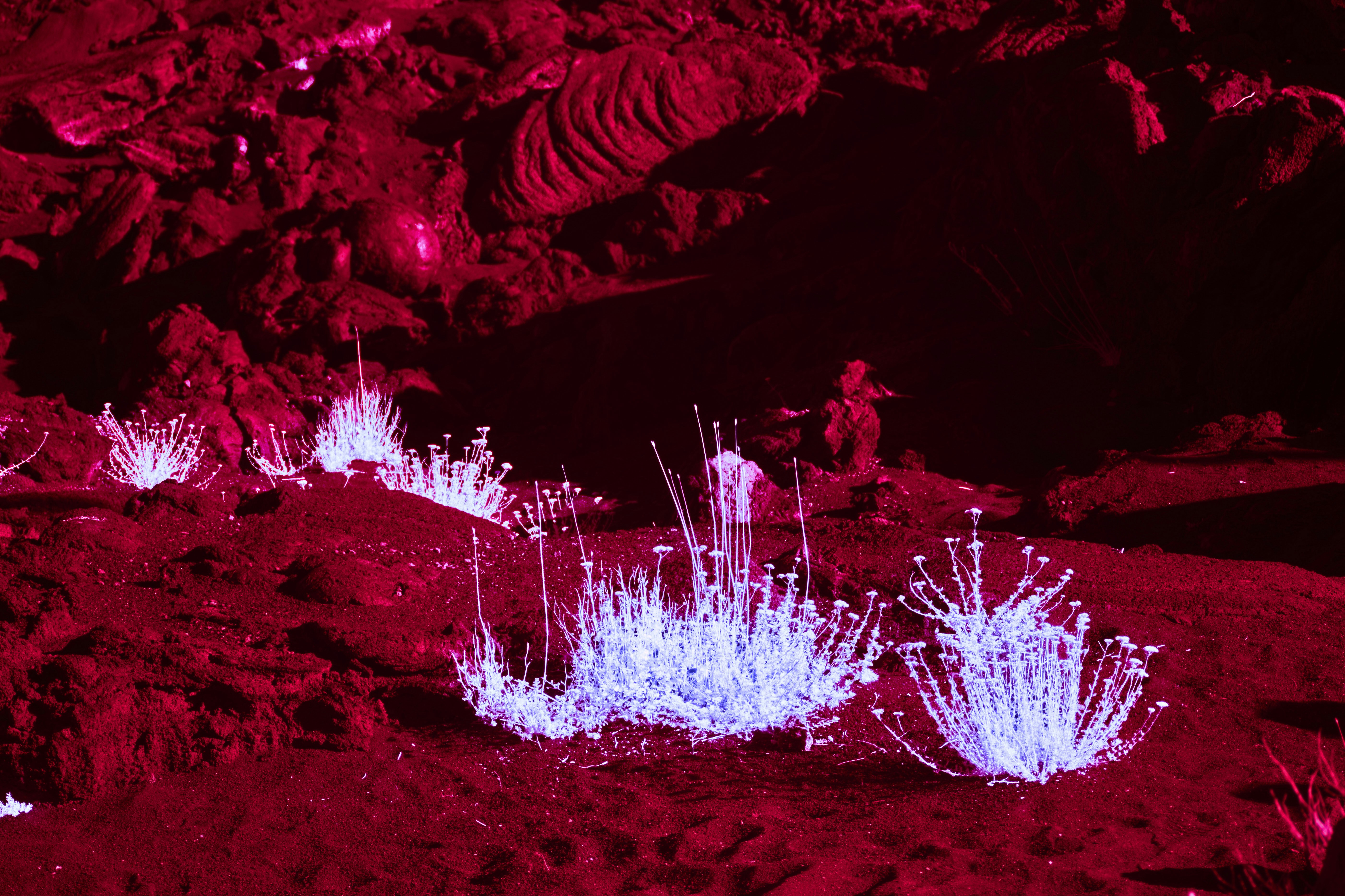 Photo by Wolfgang Hasselmann with Sony Alpha 7 IV