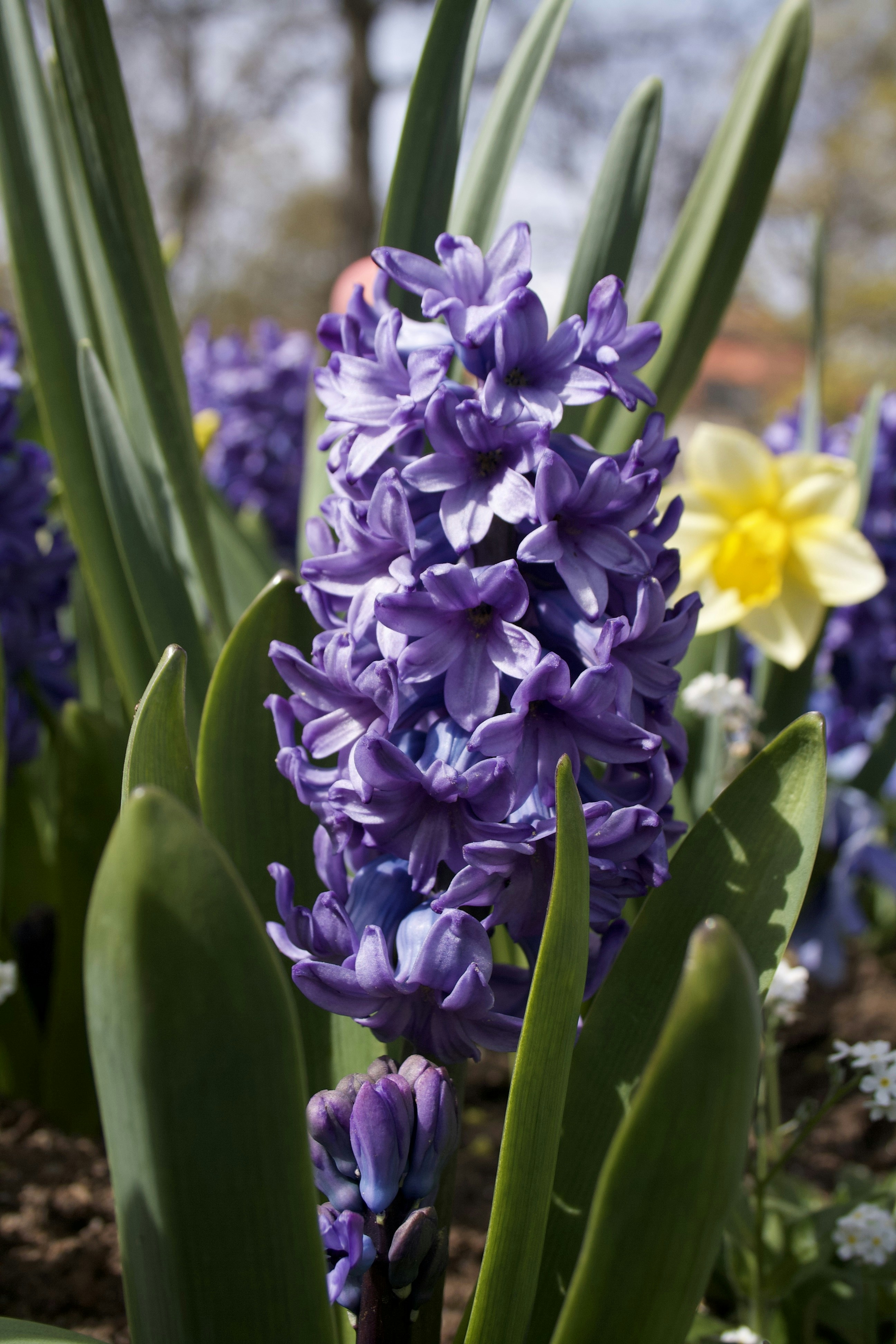 Hyacinth