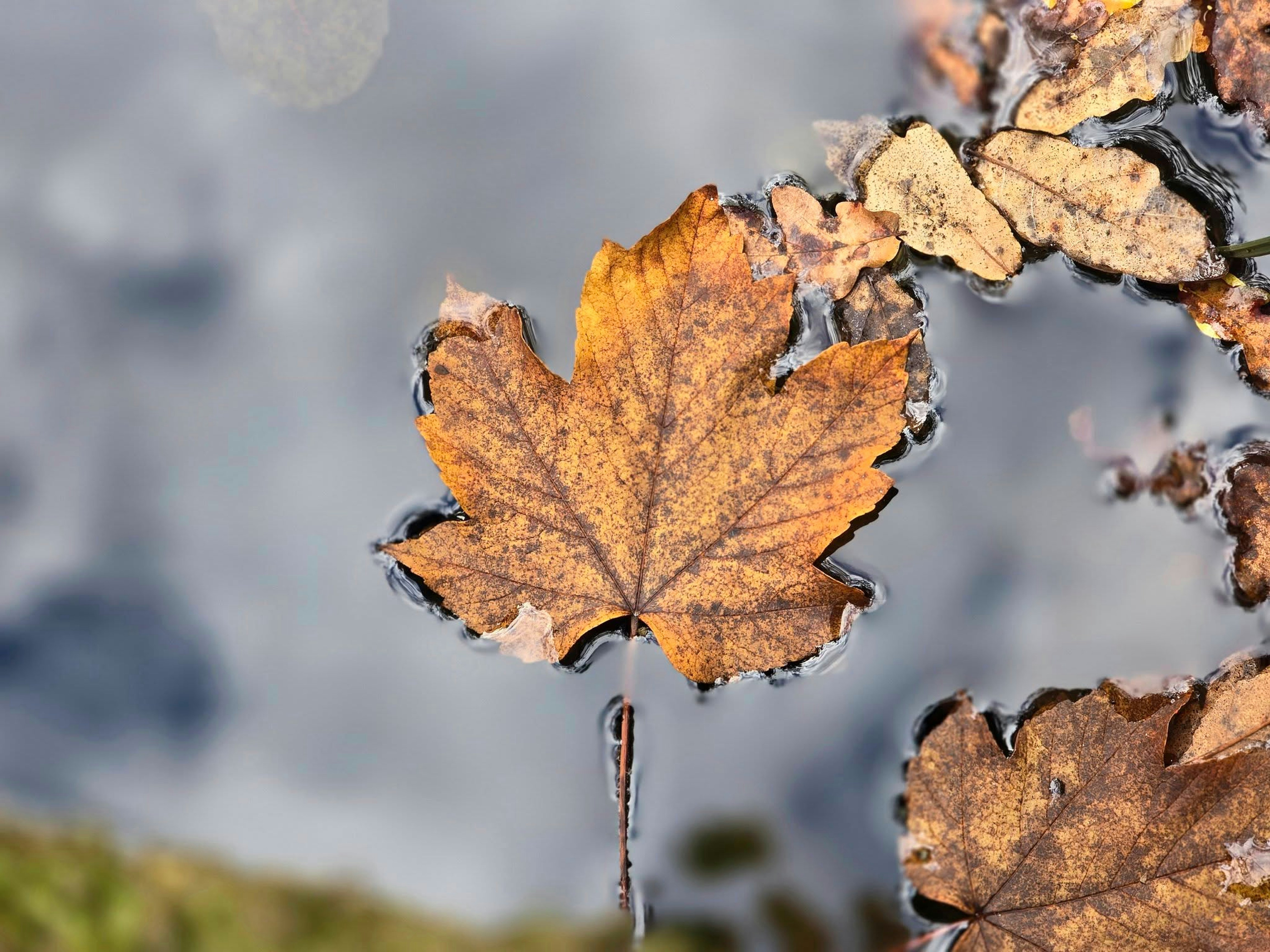 Autumn Maple Leaf Floating Above a Frosted Mirror