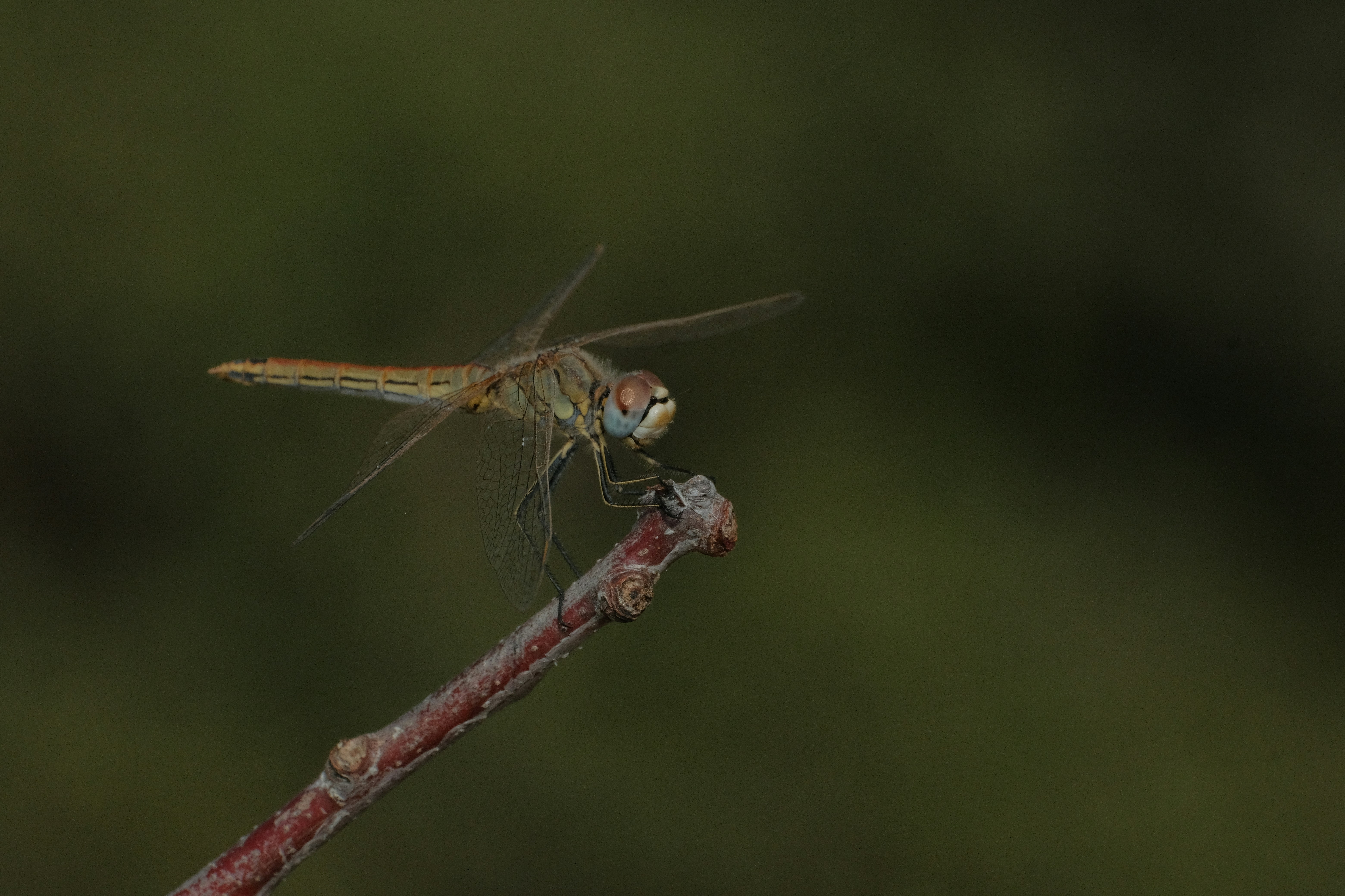 Photo by Roman Kravtsov with Fujifilm X-T30 II