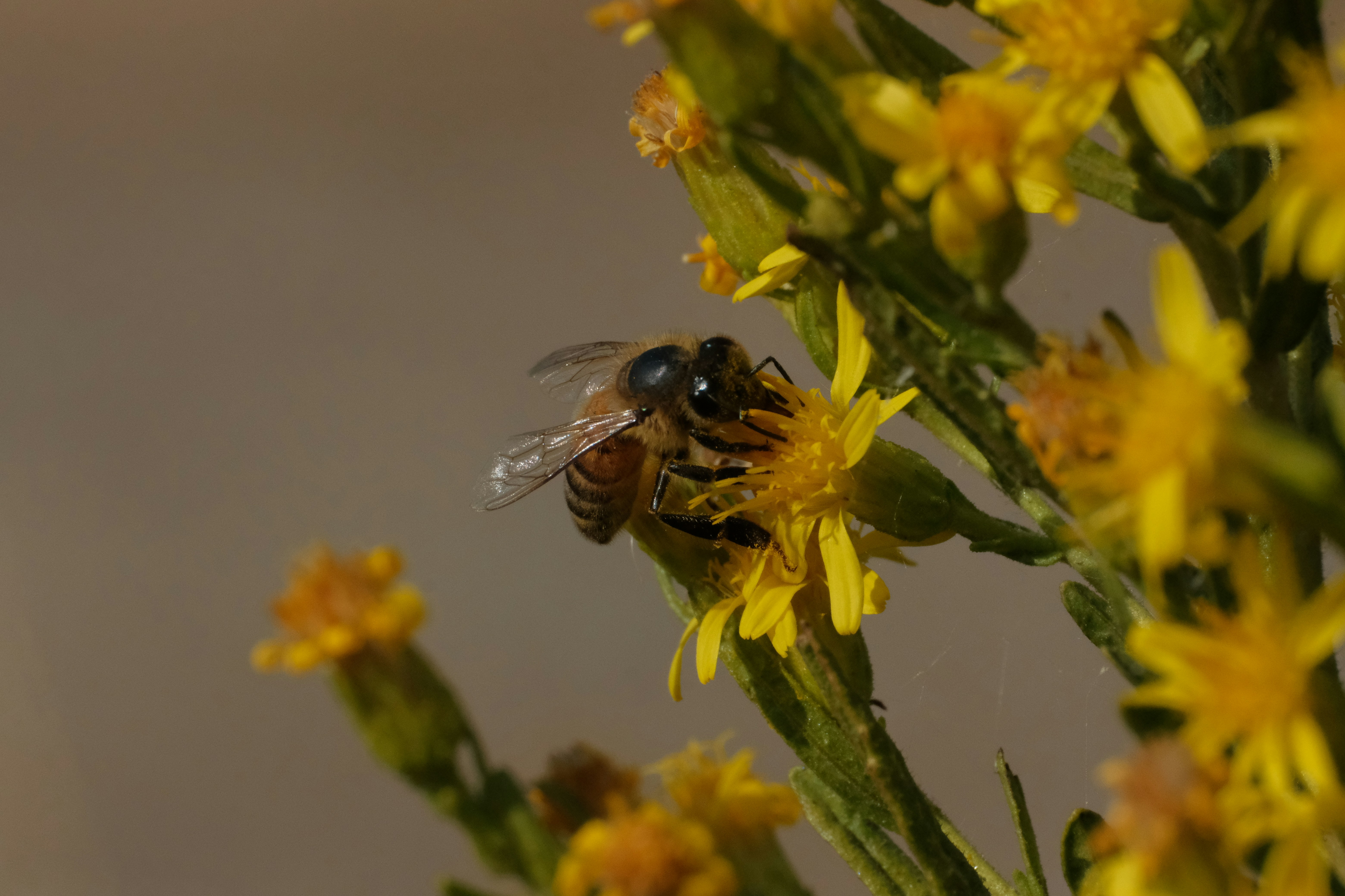 Honey bee on the yellow flower