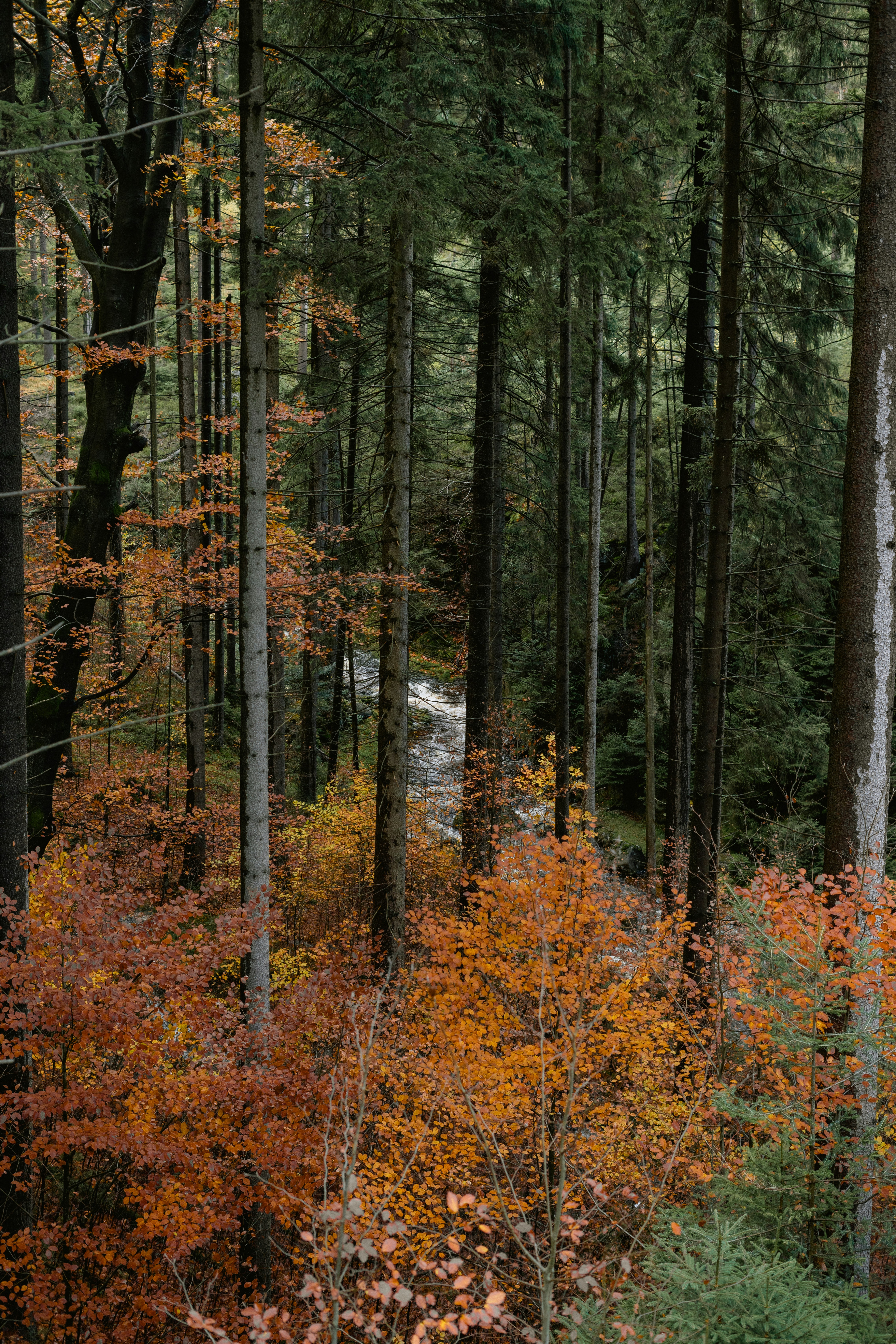 Ember Corridor: Autumn Light Through the Pine Tunnel