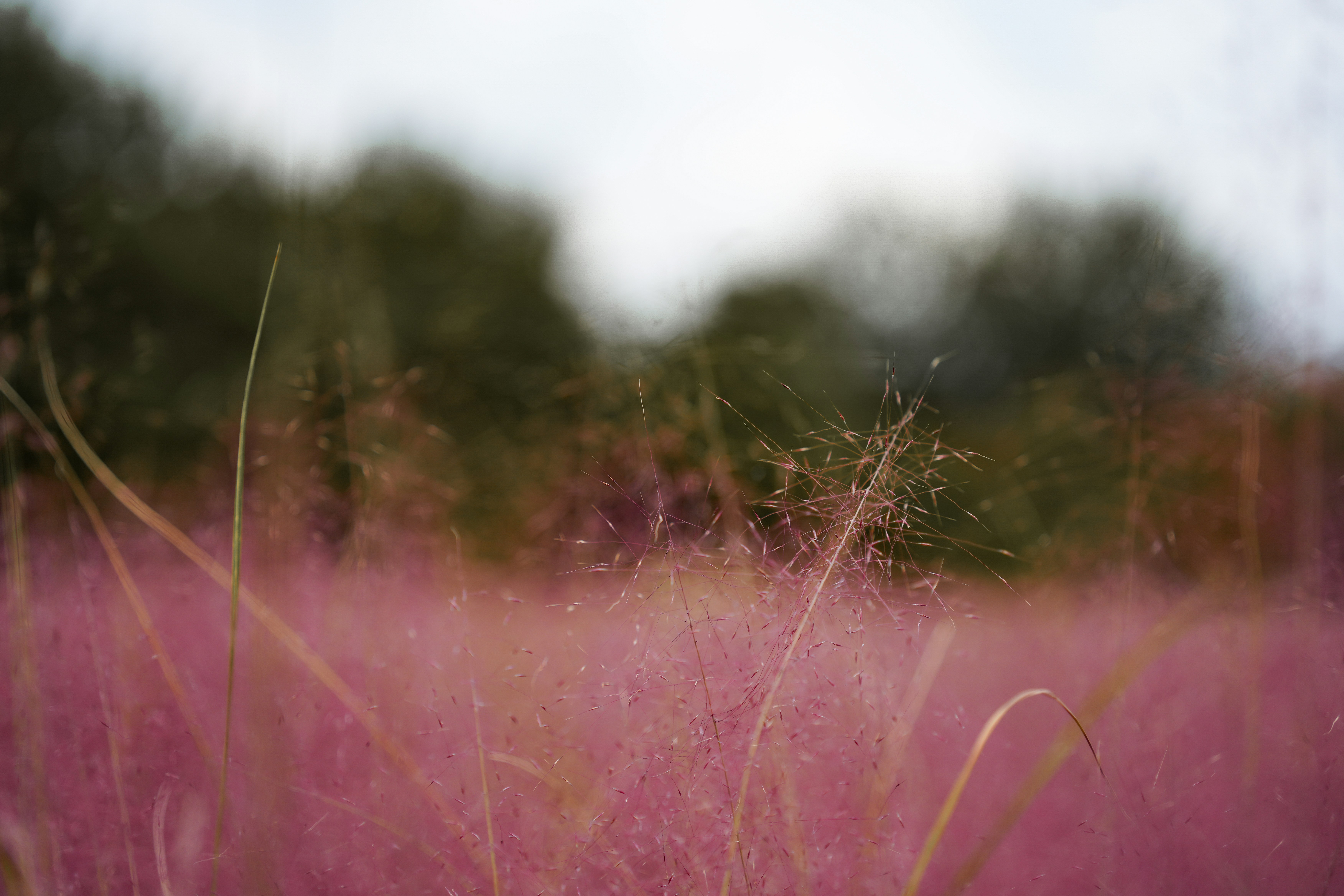 Rosy Whisper: a close-up of delicate pink grasses in velvet blur