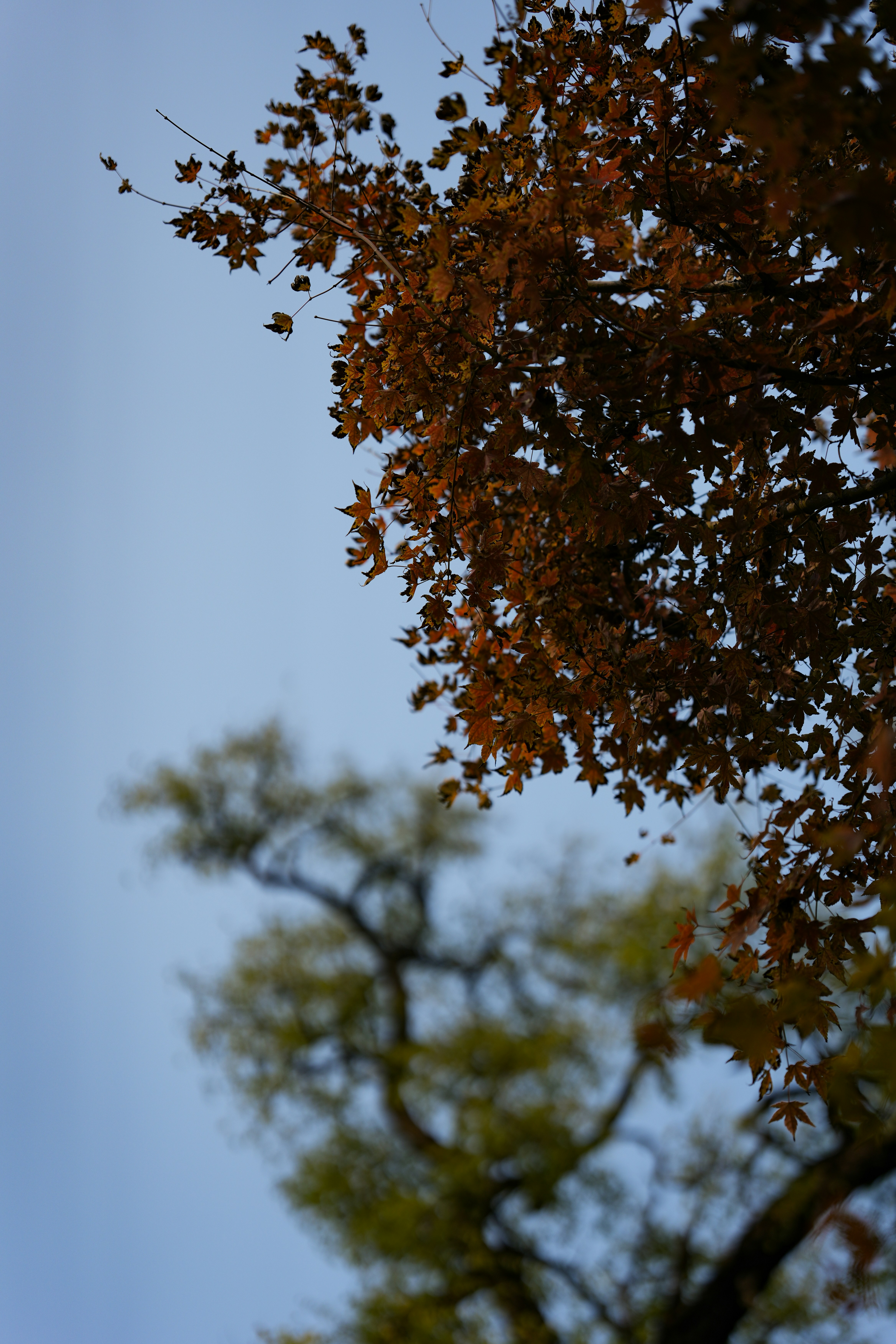 Photo by Wenying Yuan with Sony Alpha 7C II