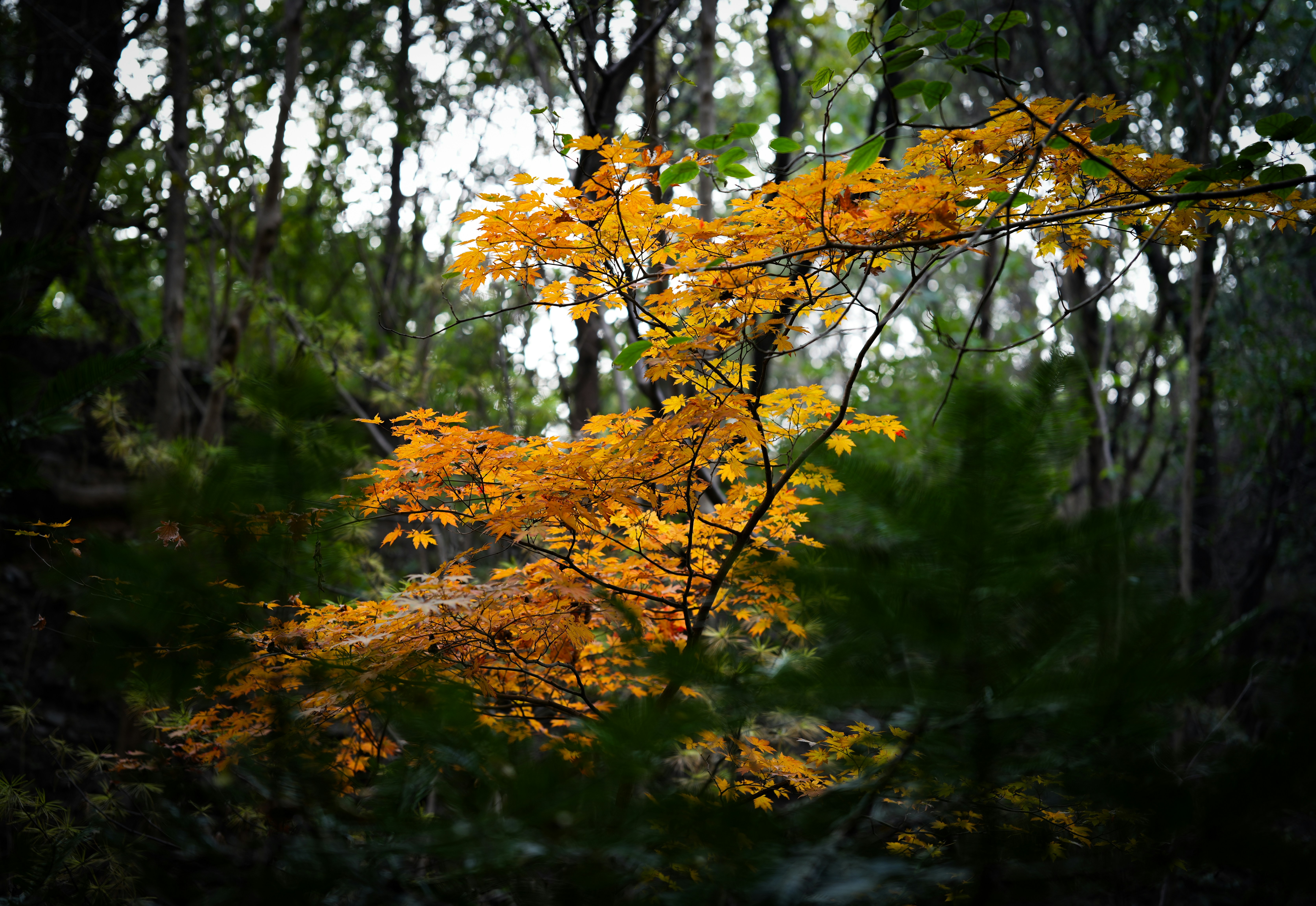 Photo by Wenying Yuan with Sony Alpha 7C II