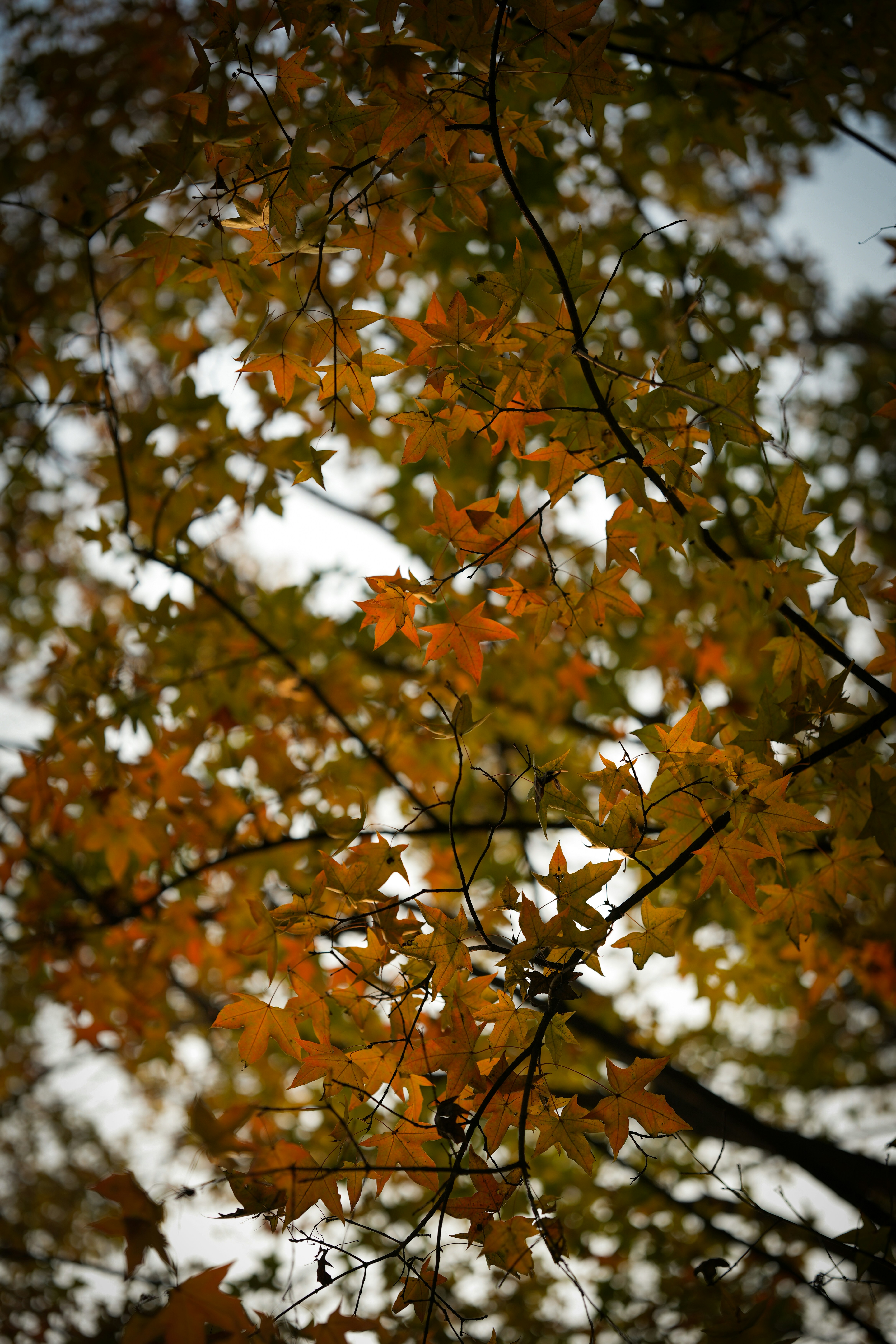 Photo by Wenying Yuan with Sony Alpha 7C II