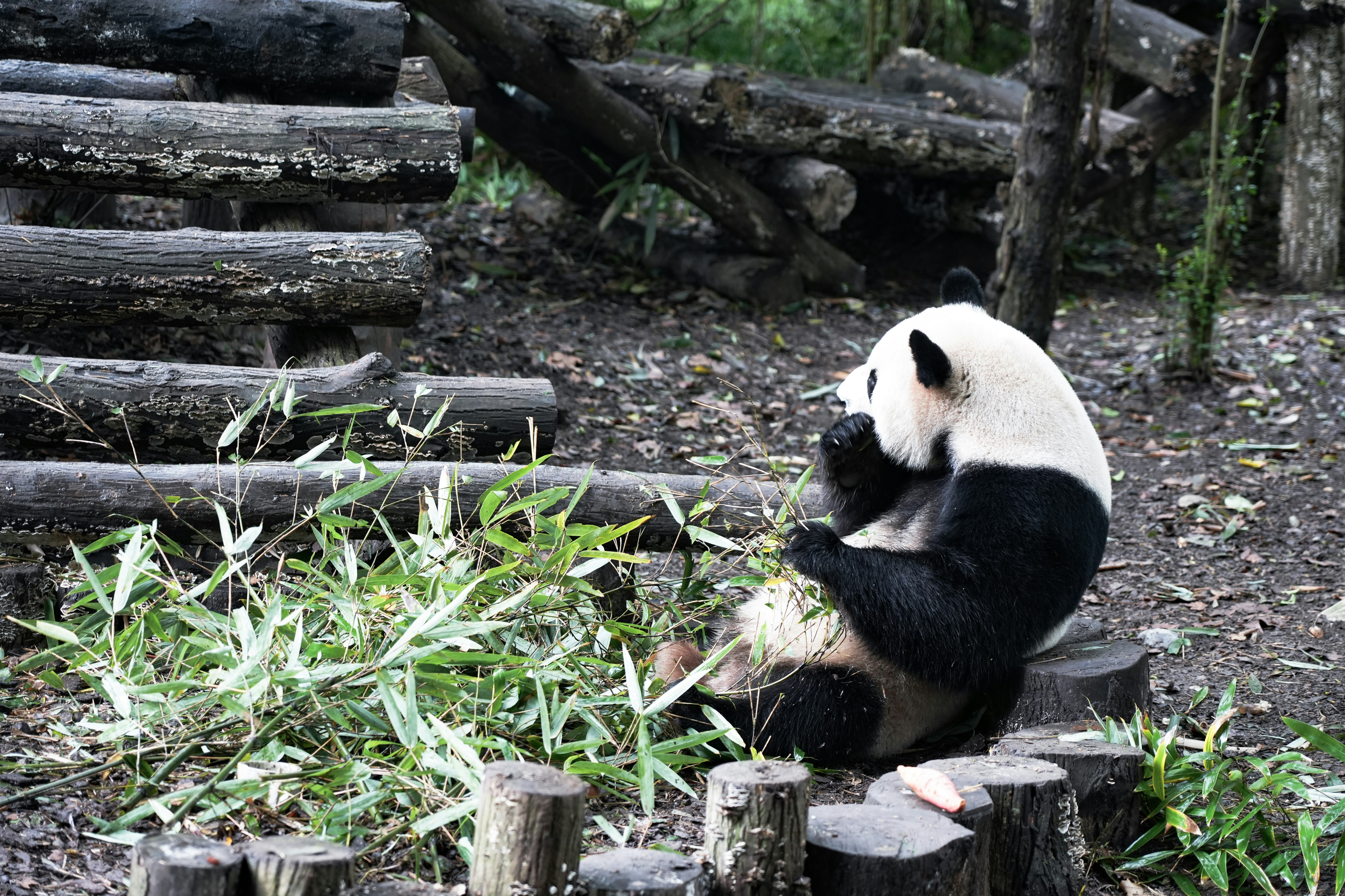 Panda at Rest: A Quiet Moment Among Timber and Bamboo