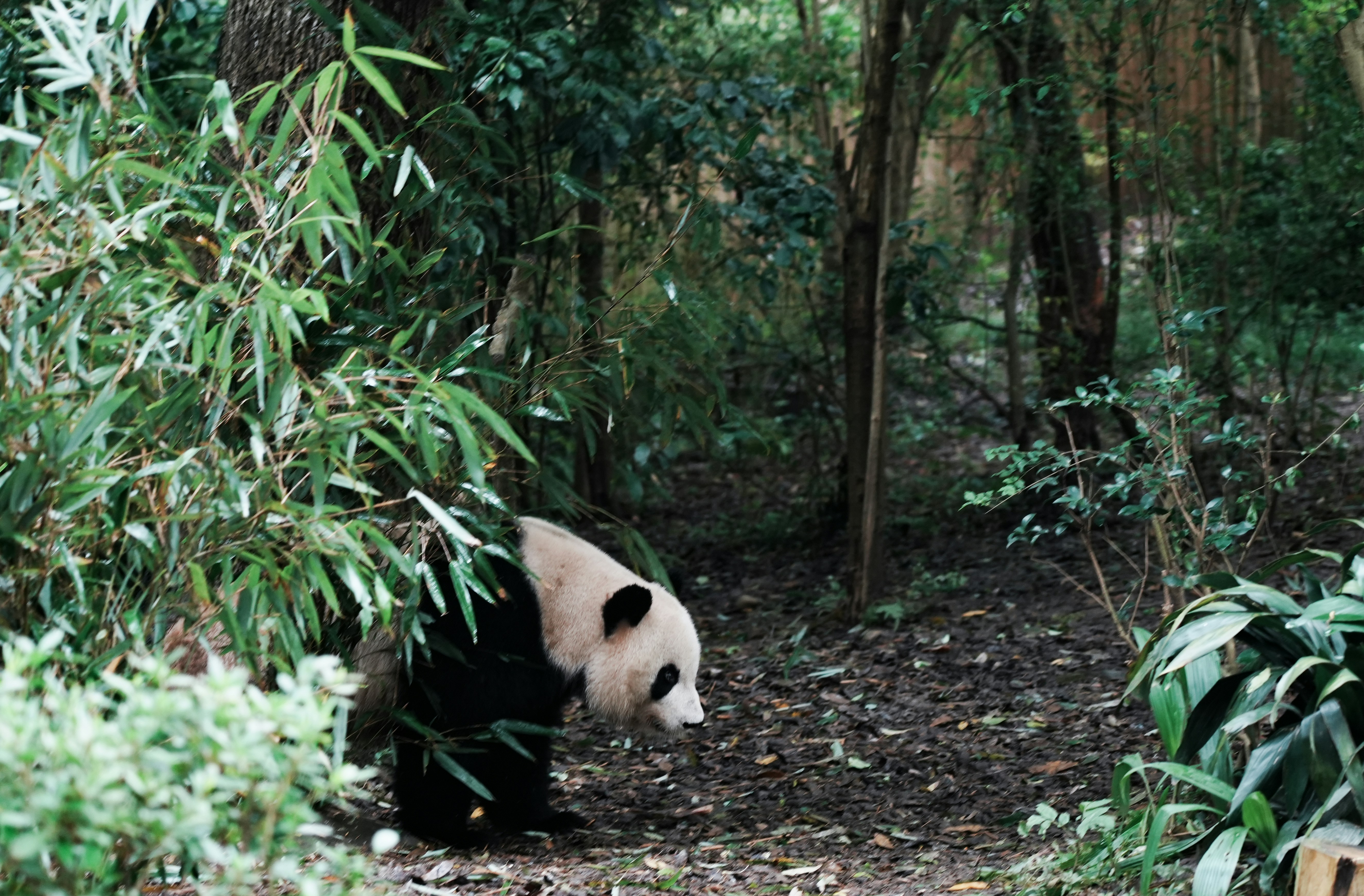 Bamboo Shadows: A Panda's Quiet Foray
