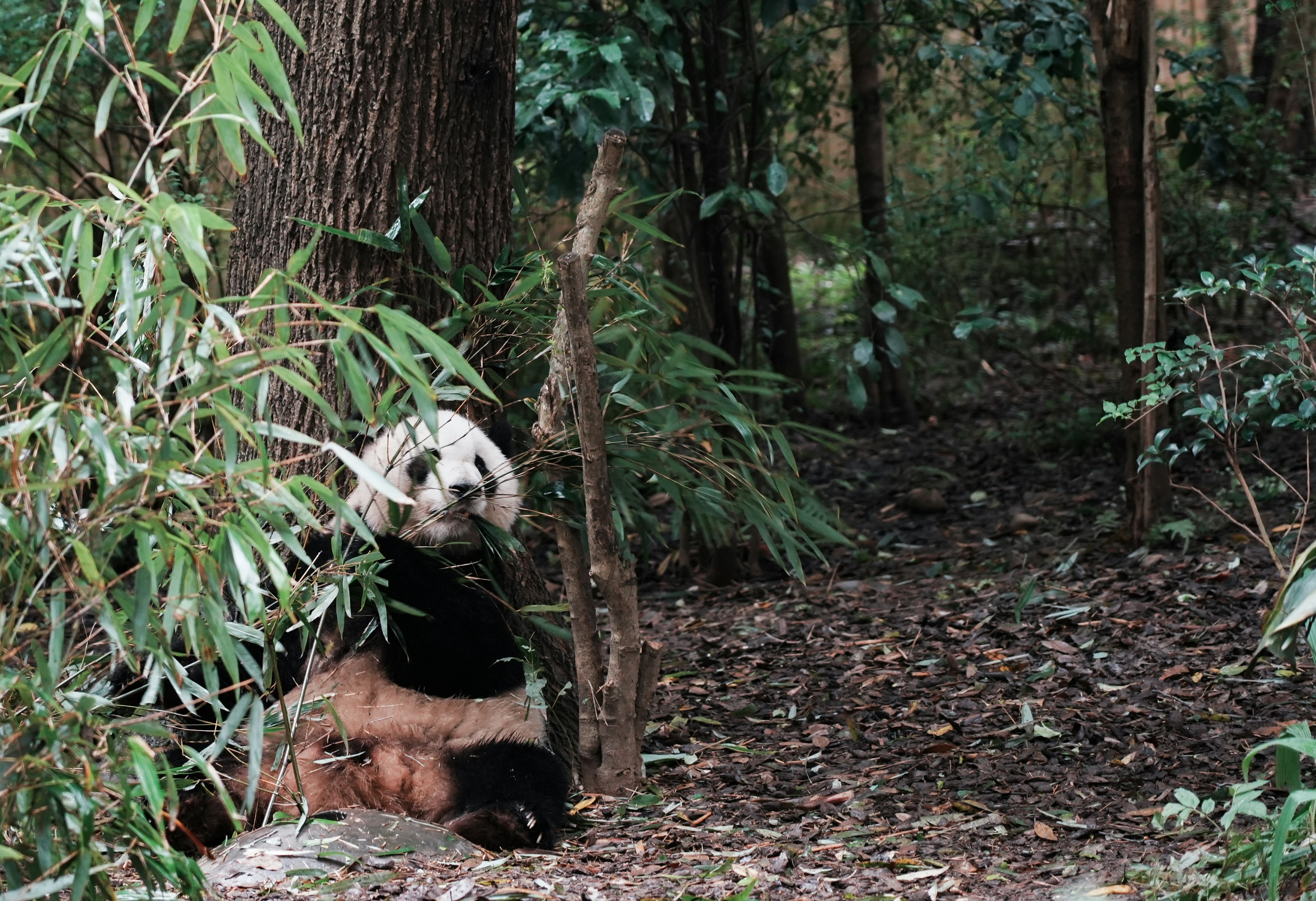 Panda Cub Peeking Through Bamboo in a Quiet, Shadowed Forest