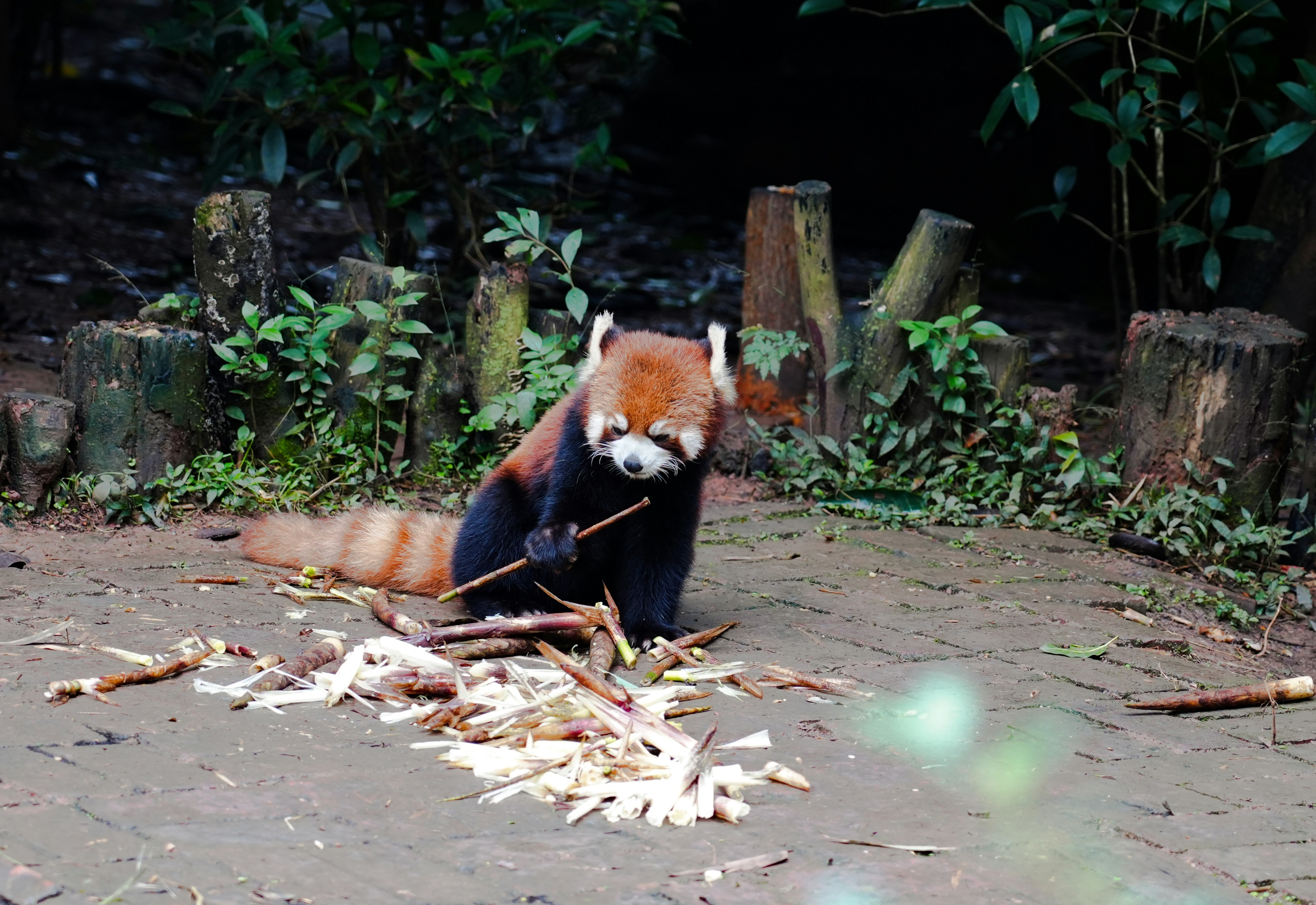 Photo by Wenying Yuan with Sony Alpha 7C II