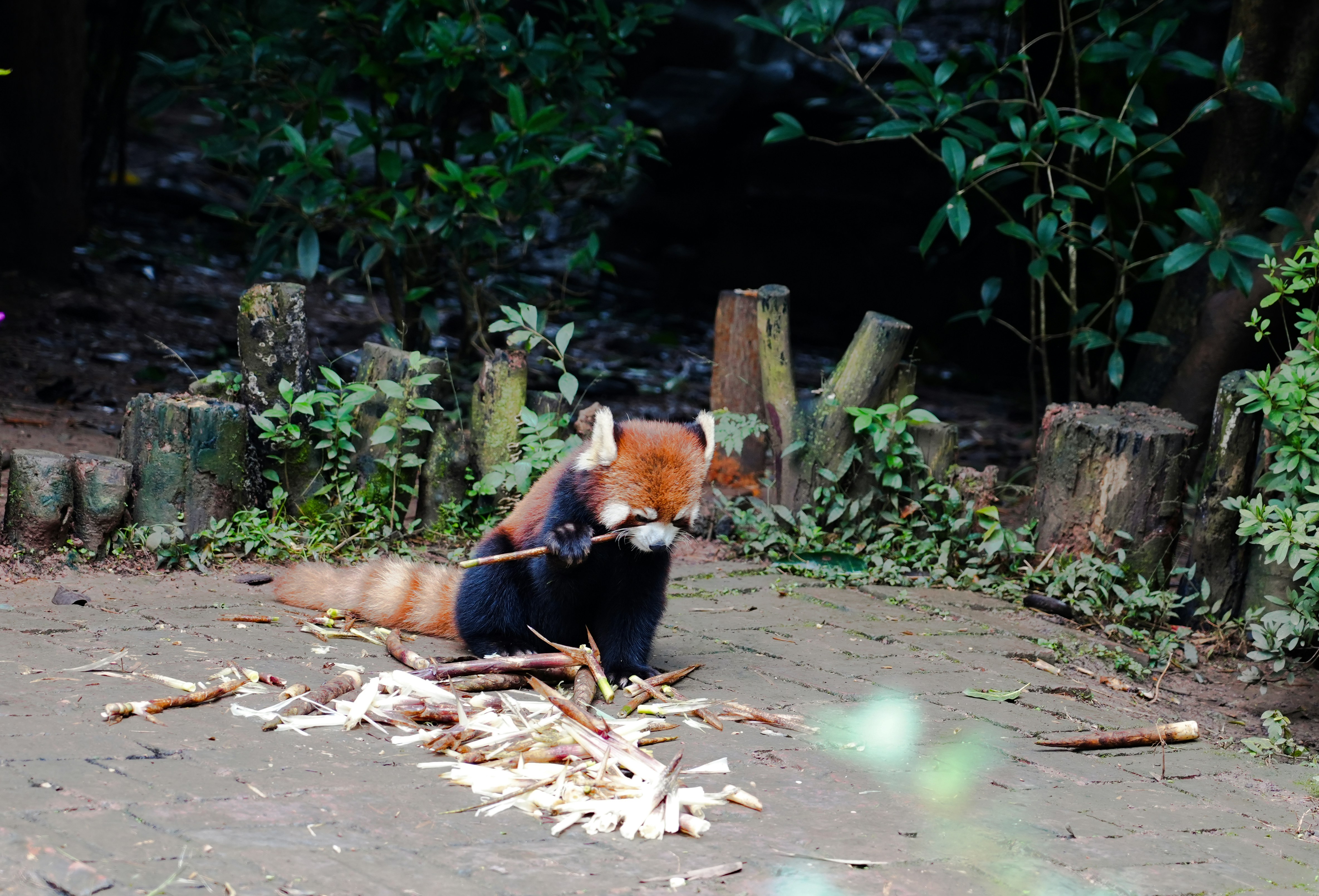 Ember-Furred Pause: Red Panda Among Wood Chips