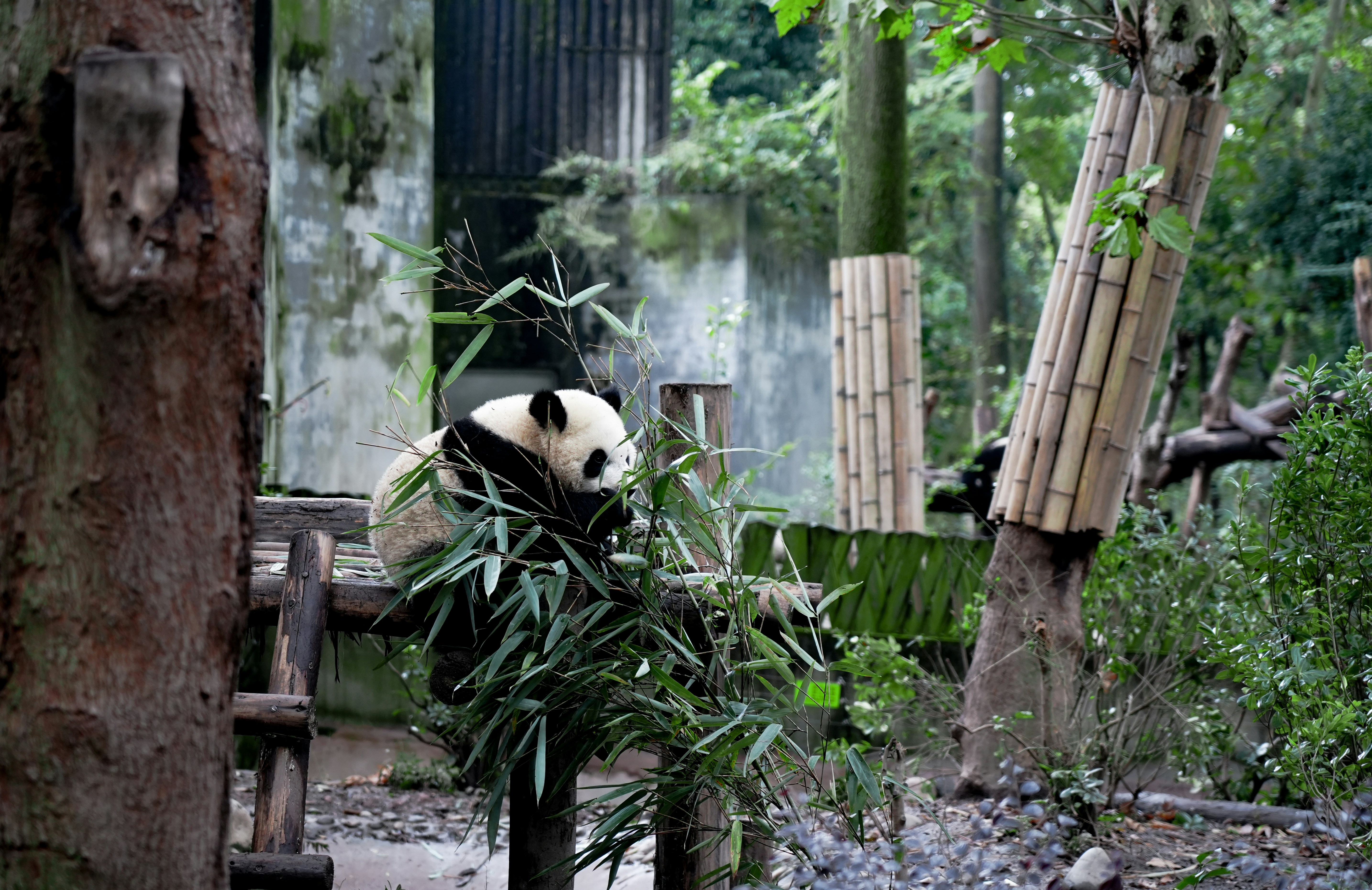 Panda Peeks Through Bamboo in a Shaded Zoo Grove