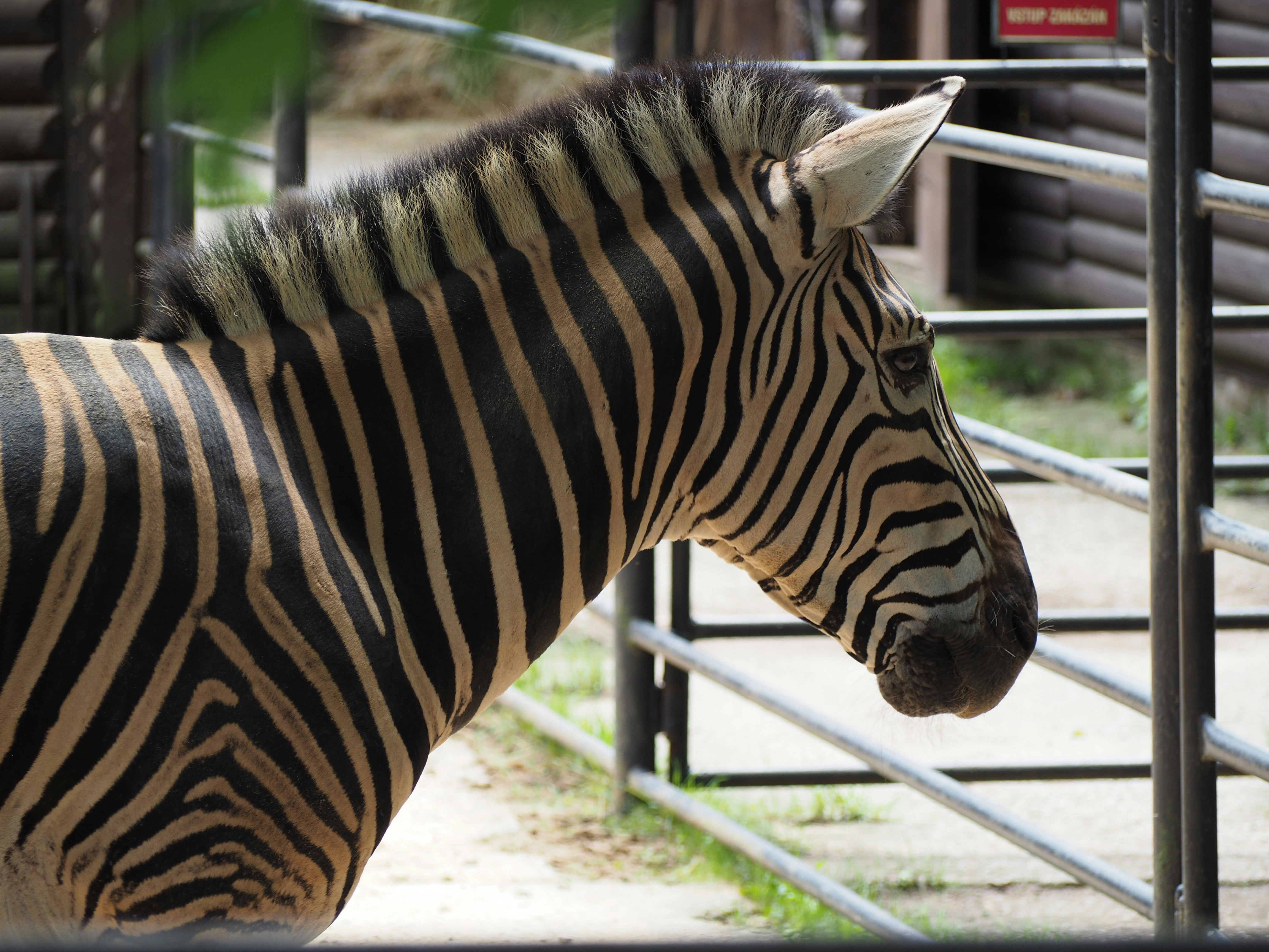 Zebra at Hodonín Zoo, Czech Republic.