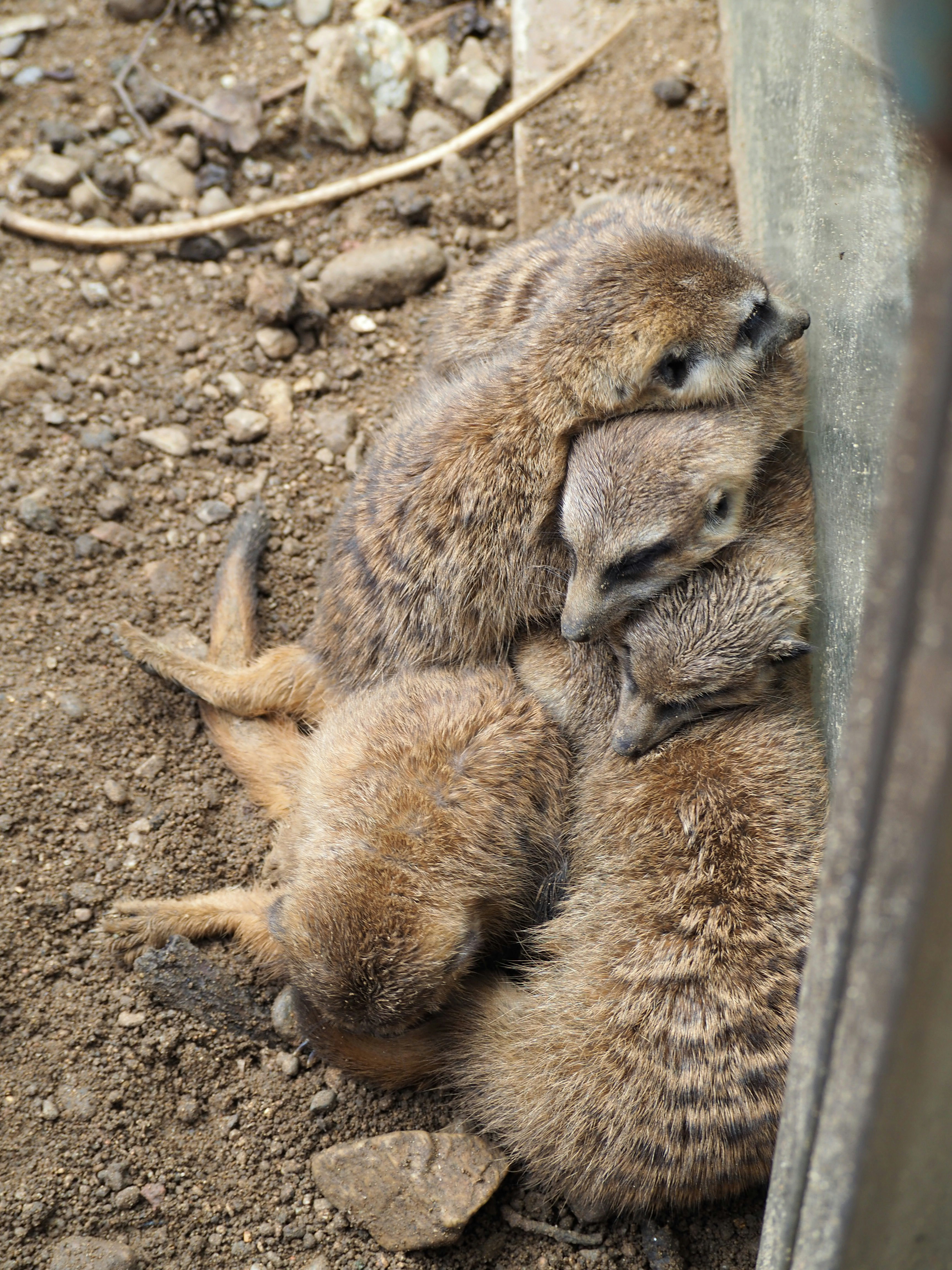 Meerkats (Suricata suricatta) cuddling, highlighting their close social connection.