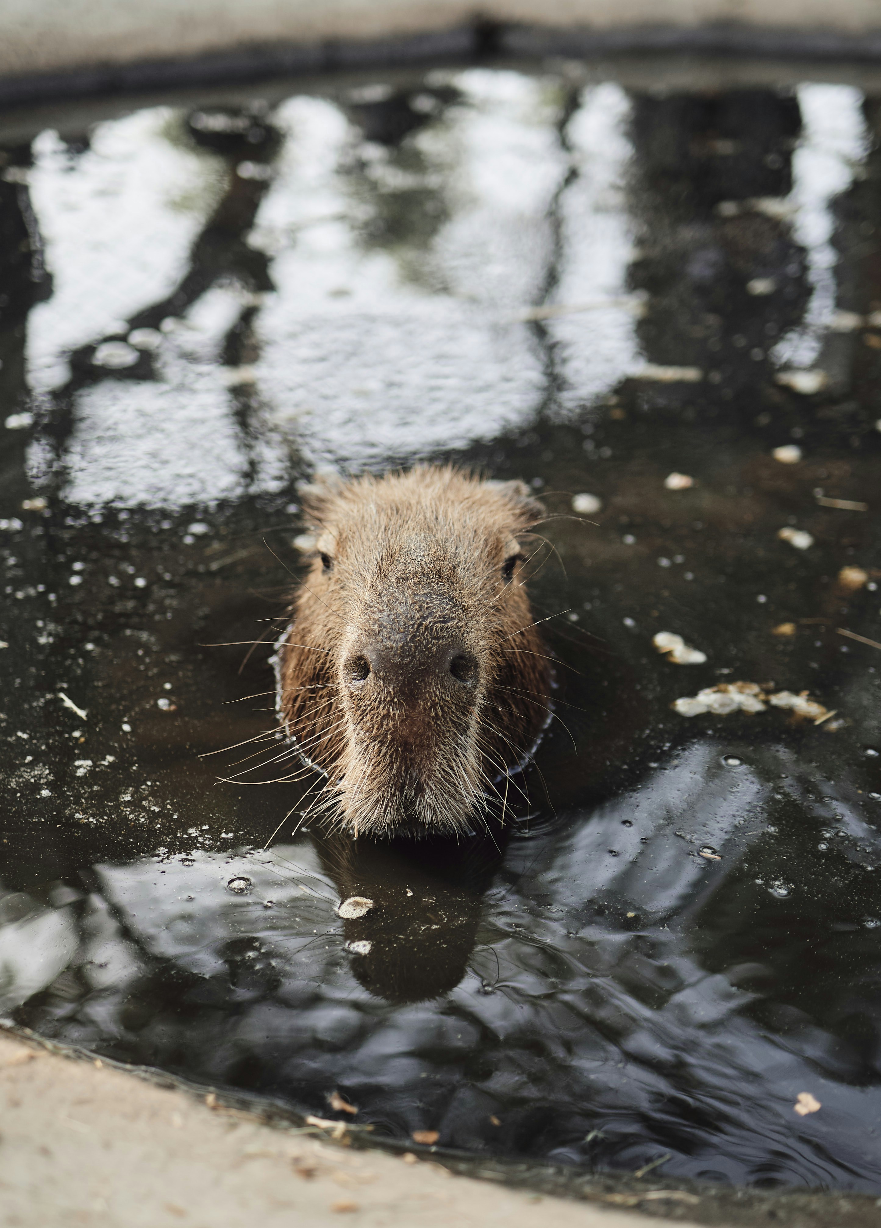 Curious Capybara at the Water's Edge: A Quiet Portrait in Mud and Mirror