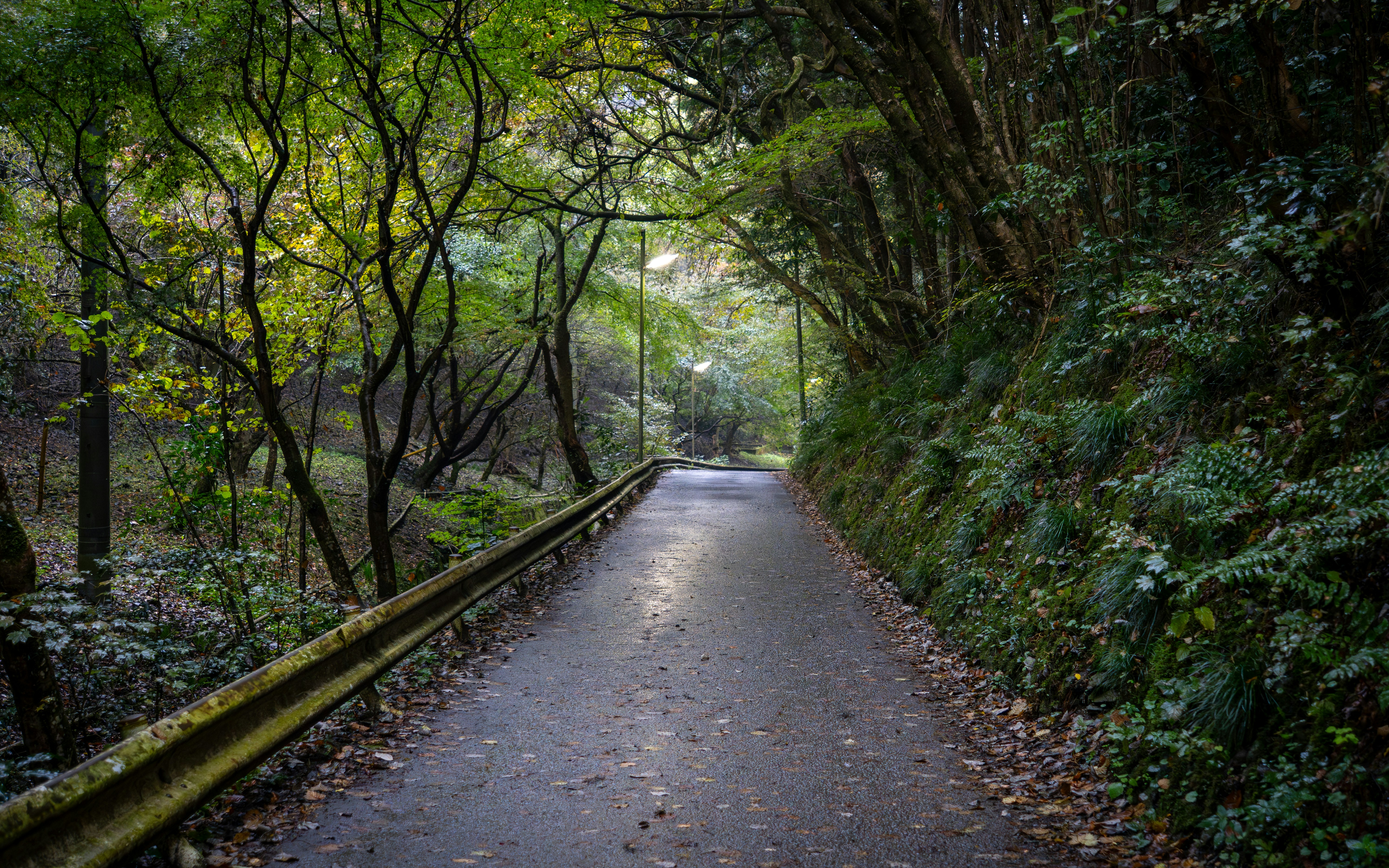 A peaceful forest road on Mount Takao, Japan, surrounded by lush green trees and soft morning light after the rain. The quiet mountain path captures the calm and natural beauty of Tokyo’s wilderness.