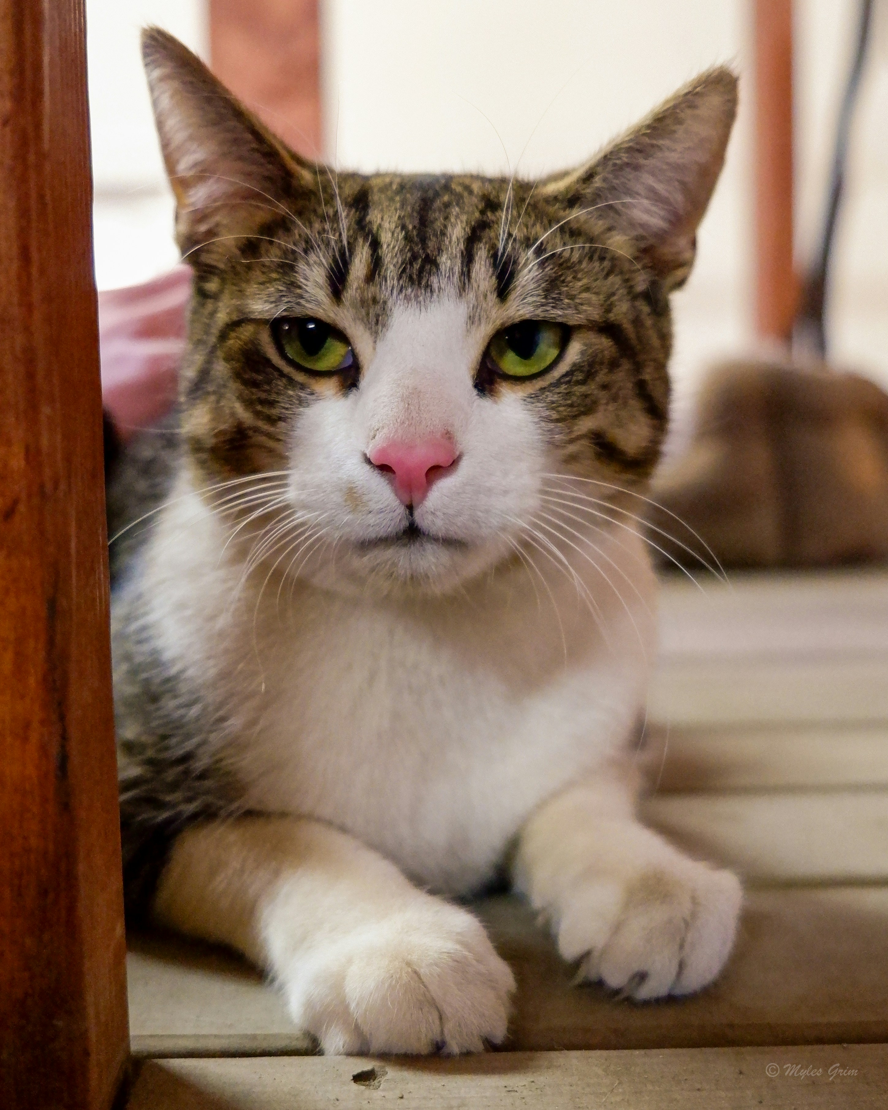 Peering Through the Gap: A Table-Edge Portrait of a Curious Cat