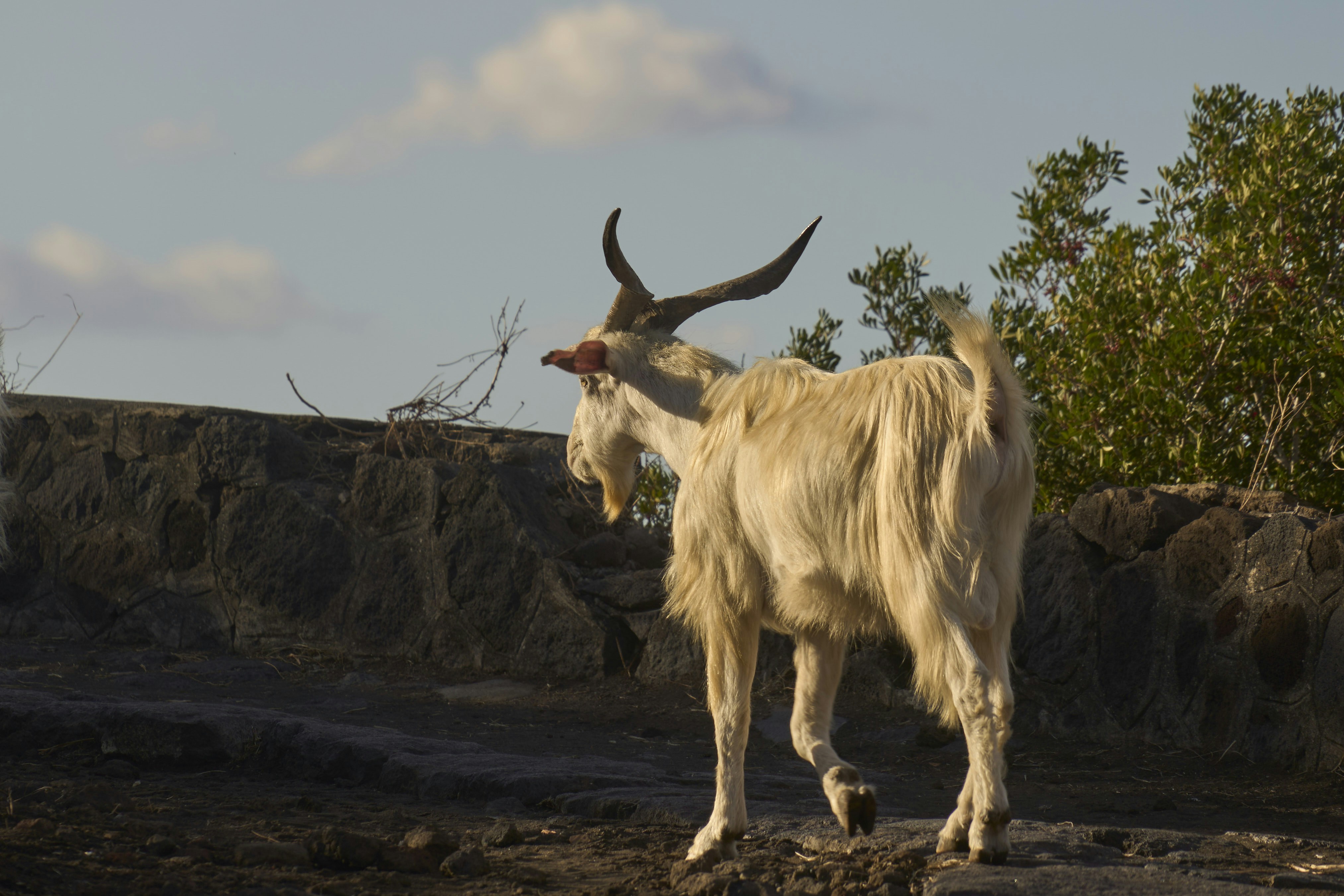 Lava-Rock Wanderer: A White Highland Goat at Dusk