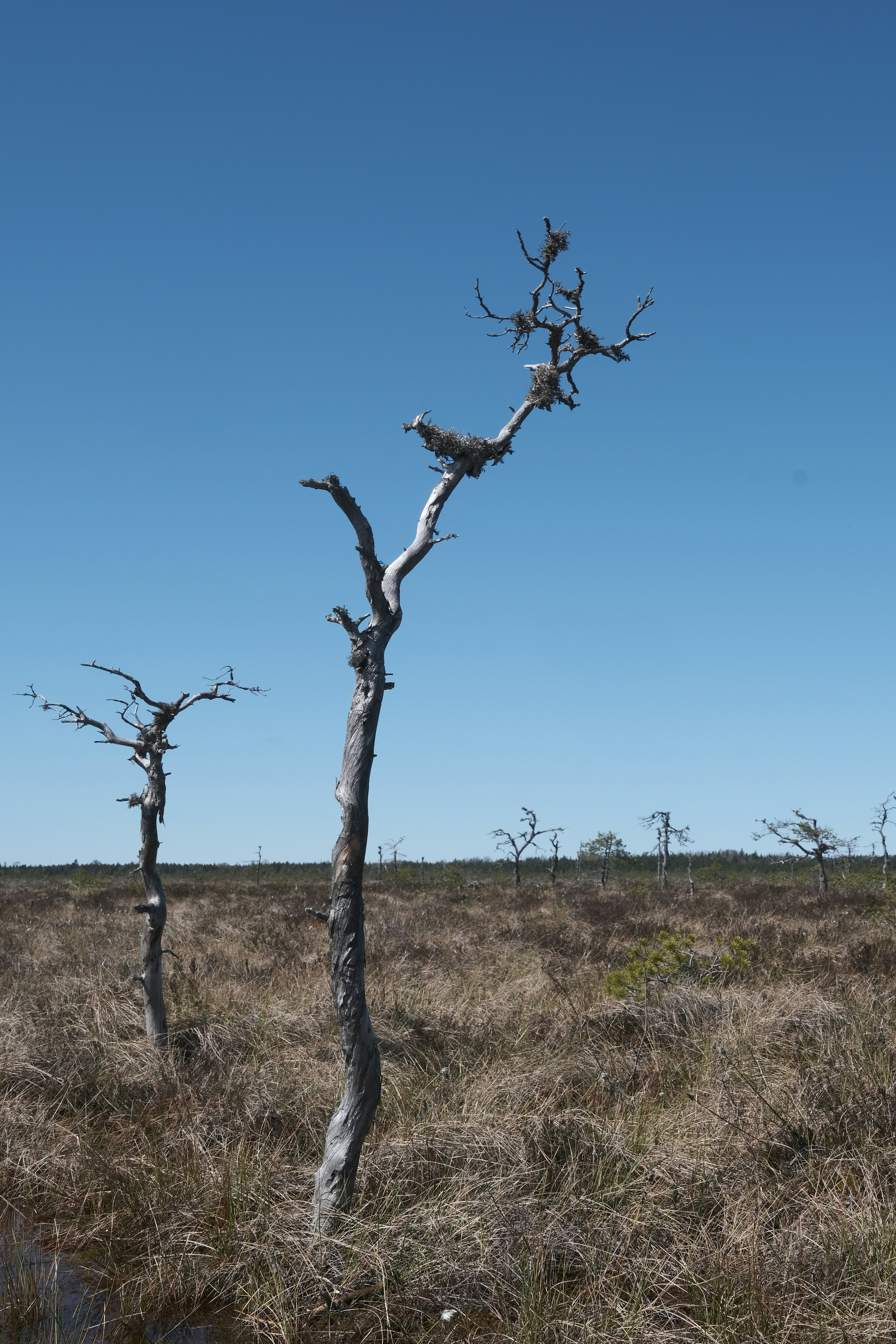 Gnarled Sentinels Against a Sapphire Sky