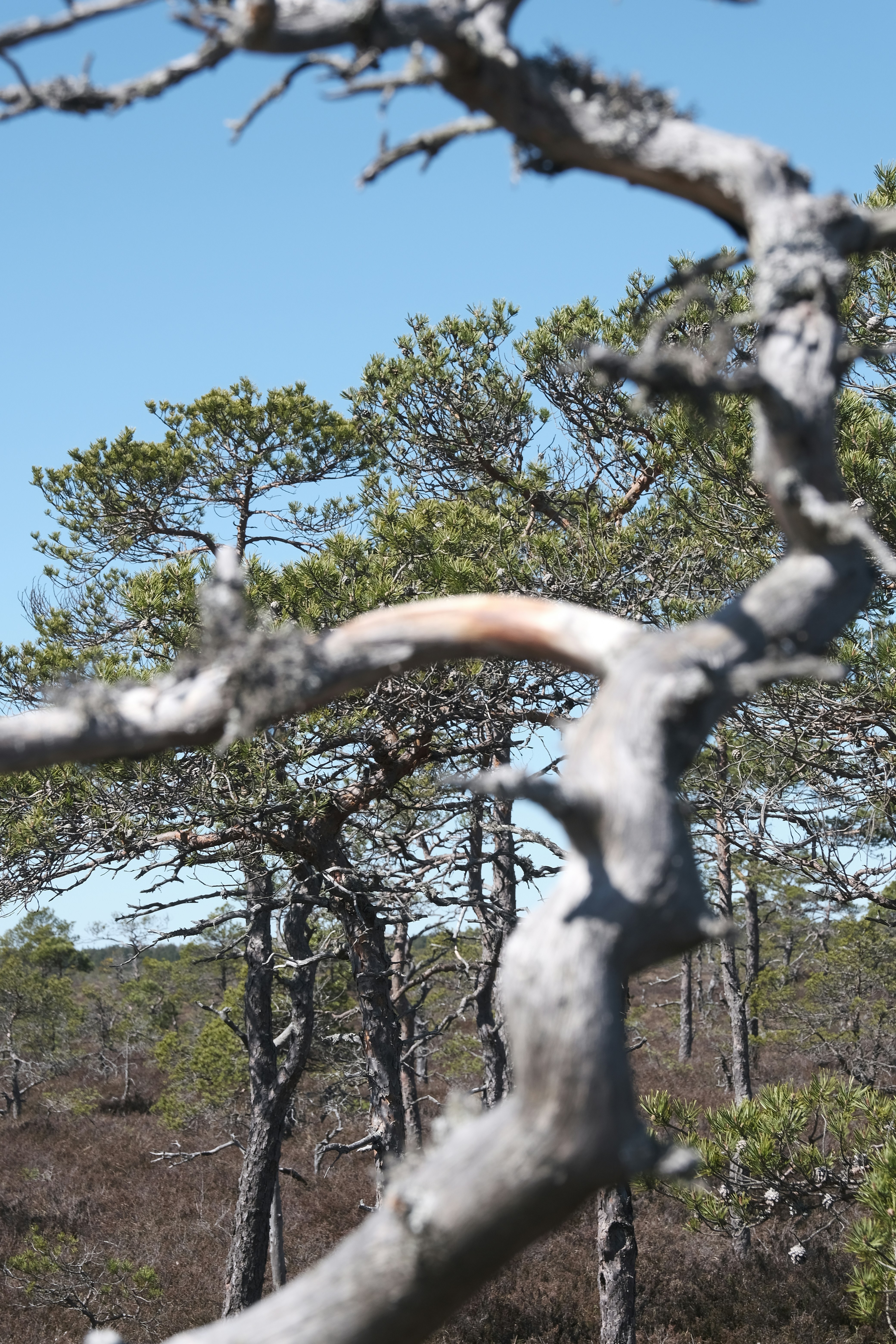 Weathered Branches Framing a Pine Forest Under a Cobalt Sky
