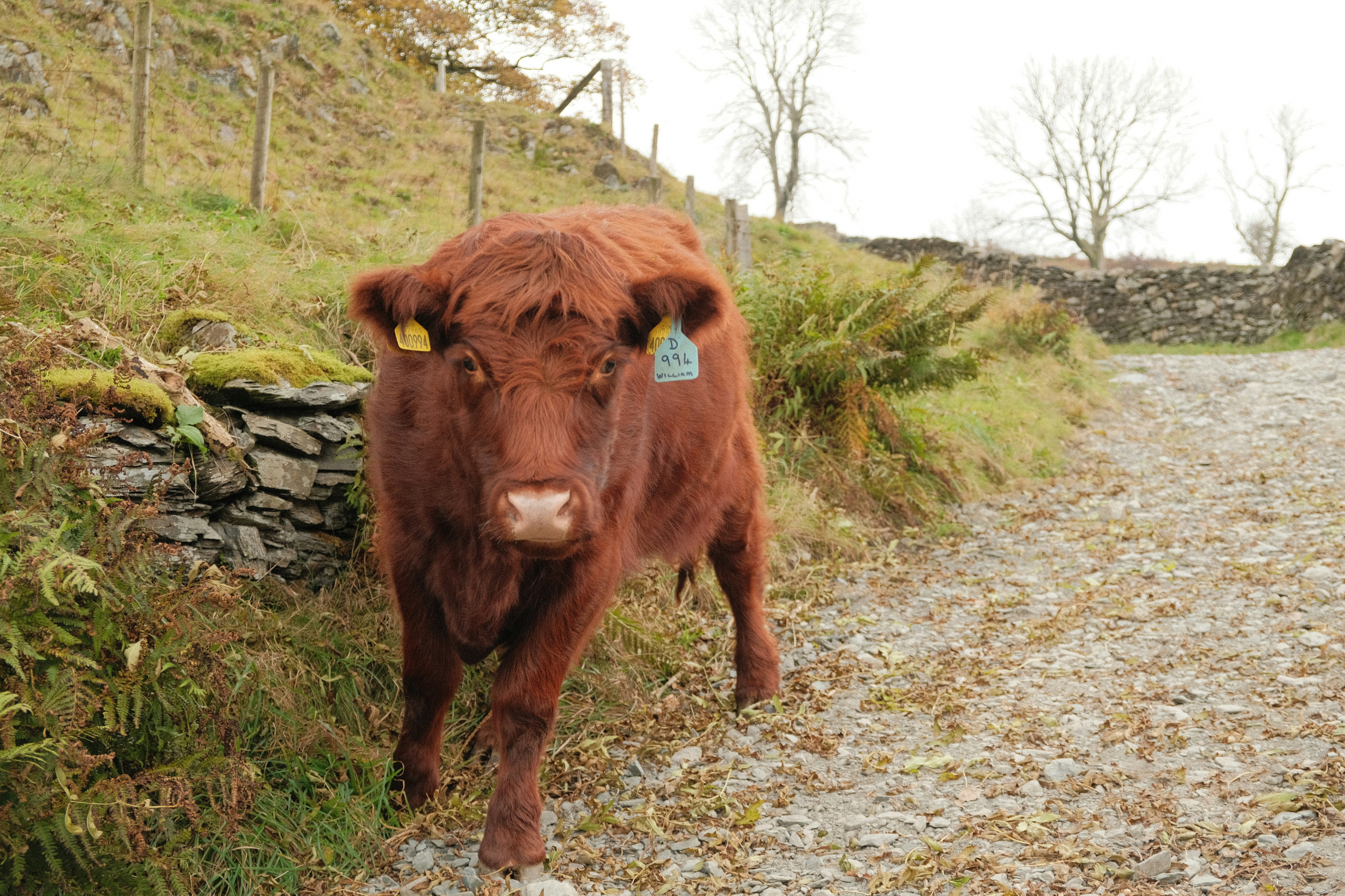 Red Cow on a Mossy Gravel Lane, Framed by a Stone Wall