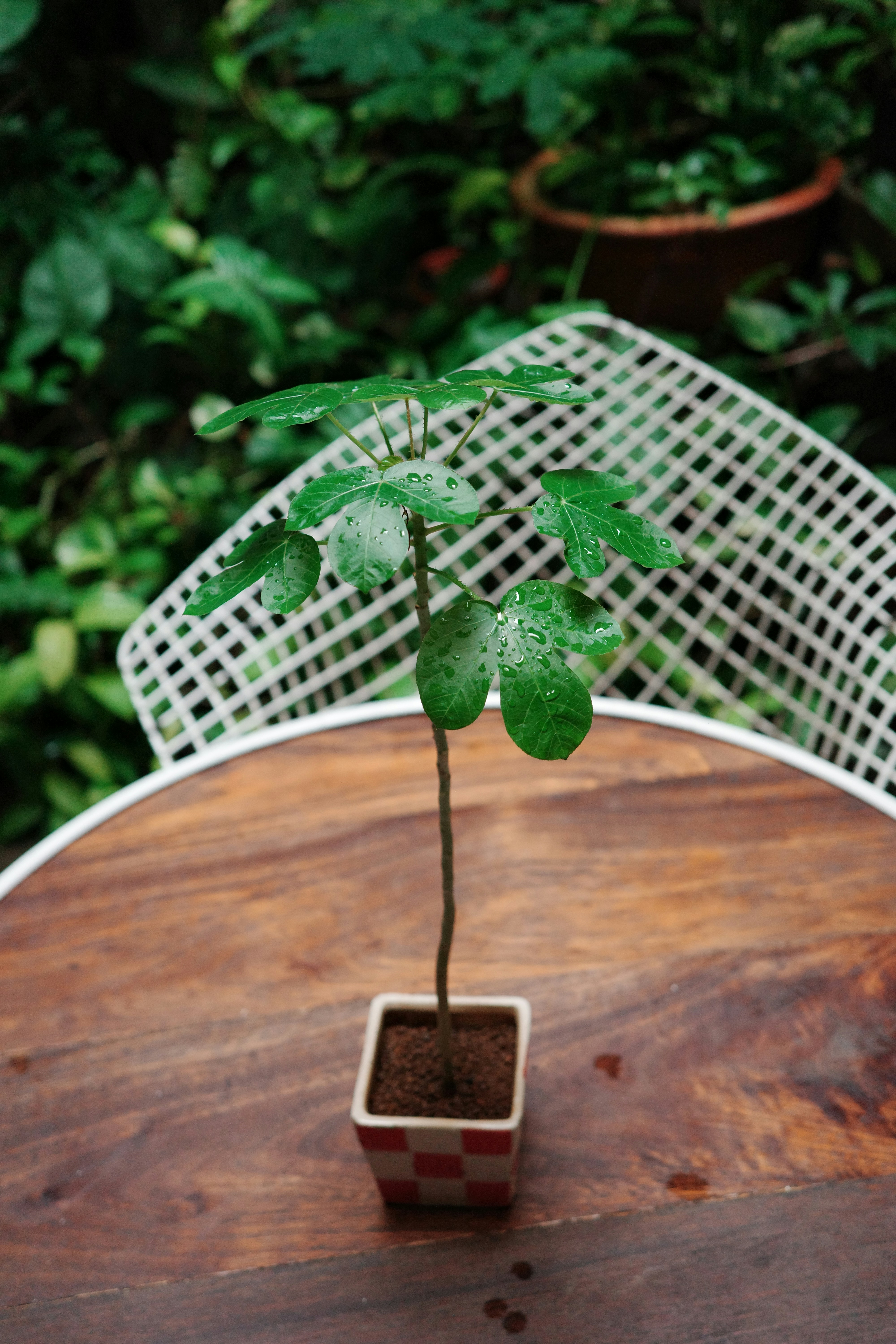 Money Tree on a Worn Table: Morning Light and Dewy Leaves