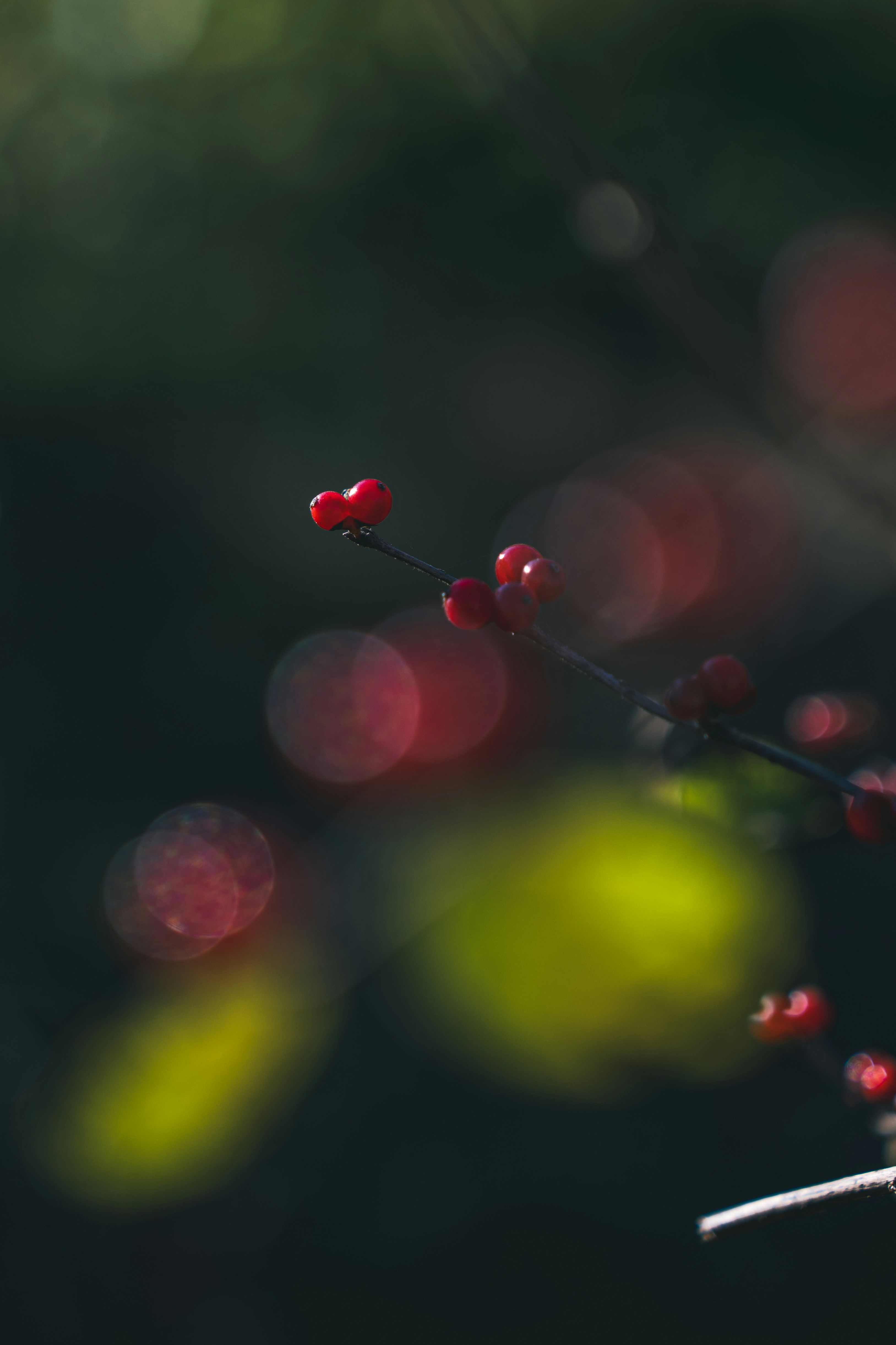 Crimson Berries on a Slender Branch, Velvet Bokeh