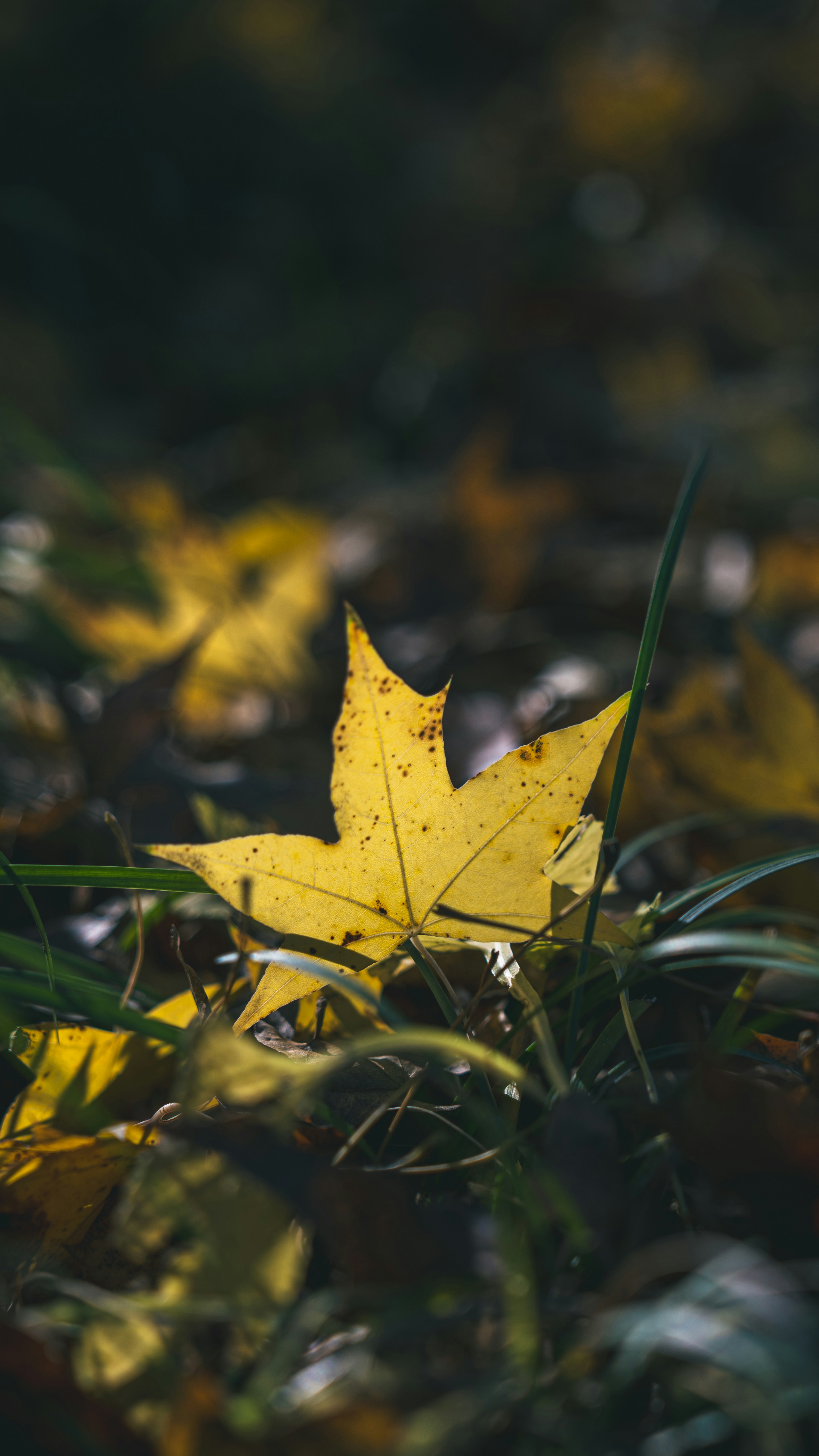 Withered maple leaves on the ground