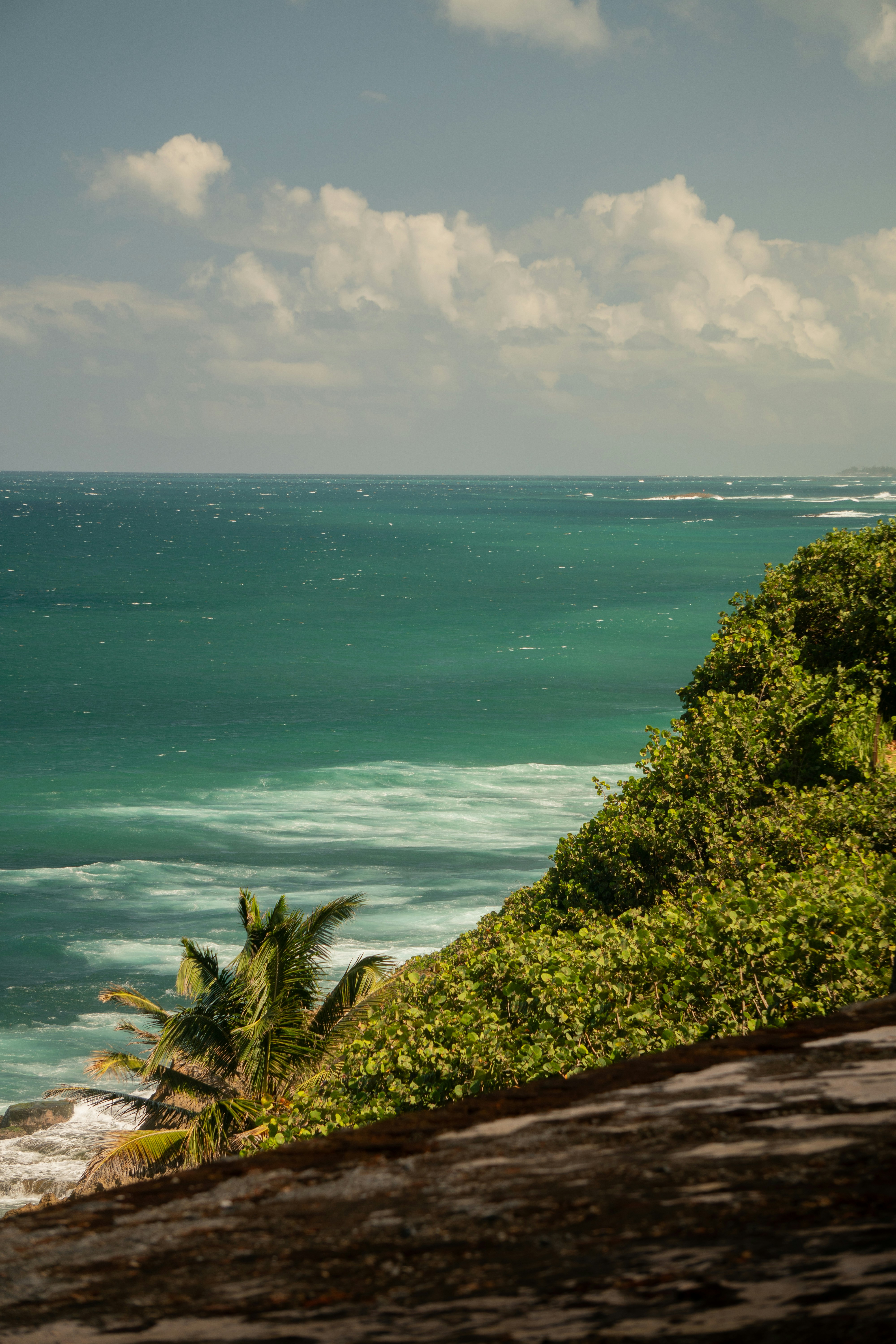 Coastal Vistas: Turquoise Sea, Palm and Cliff