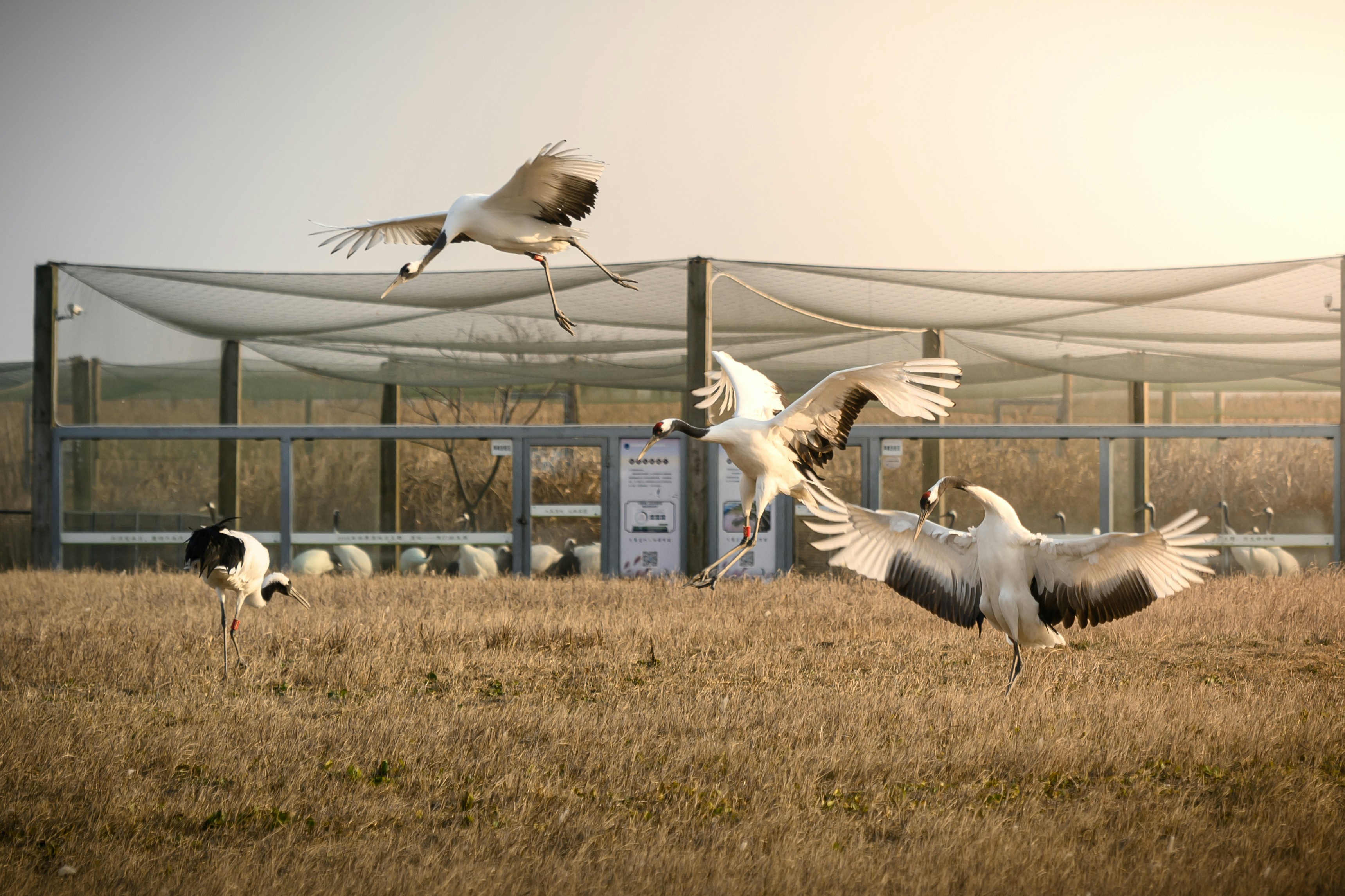 Wingbeat at Dusk: Cranes lift off over a sunlit, netted field