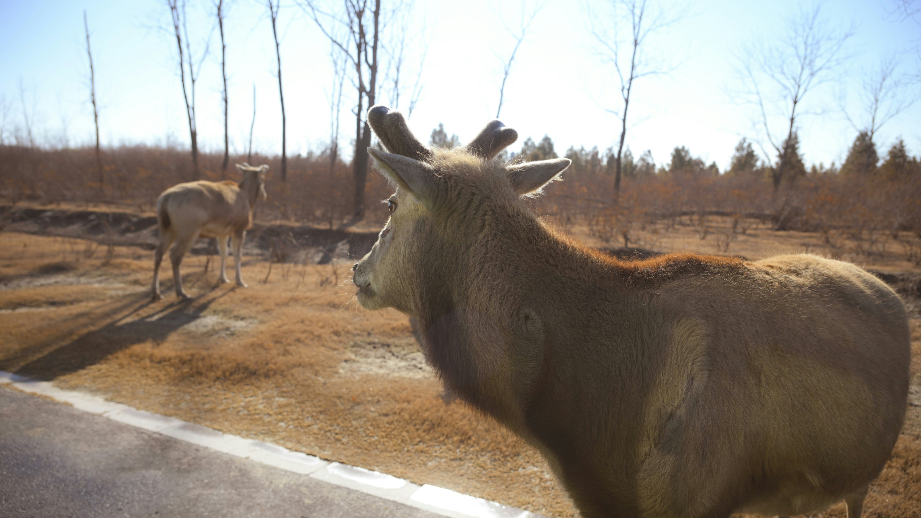 Photo by Tim Ren with Nikon Z8