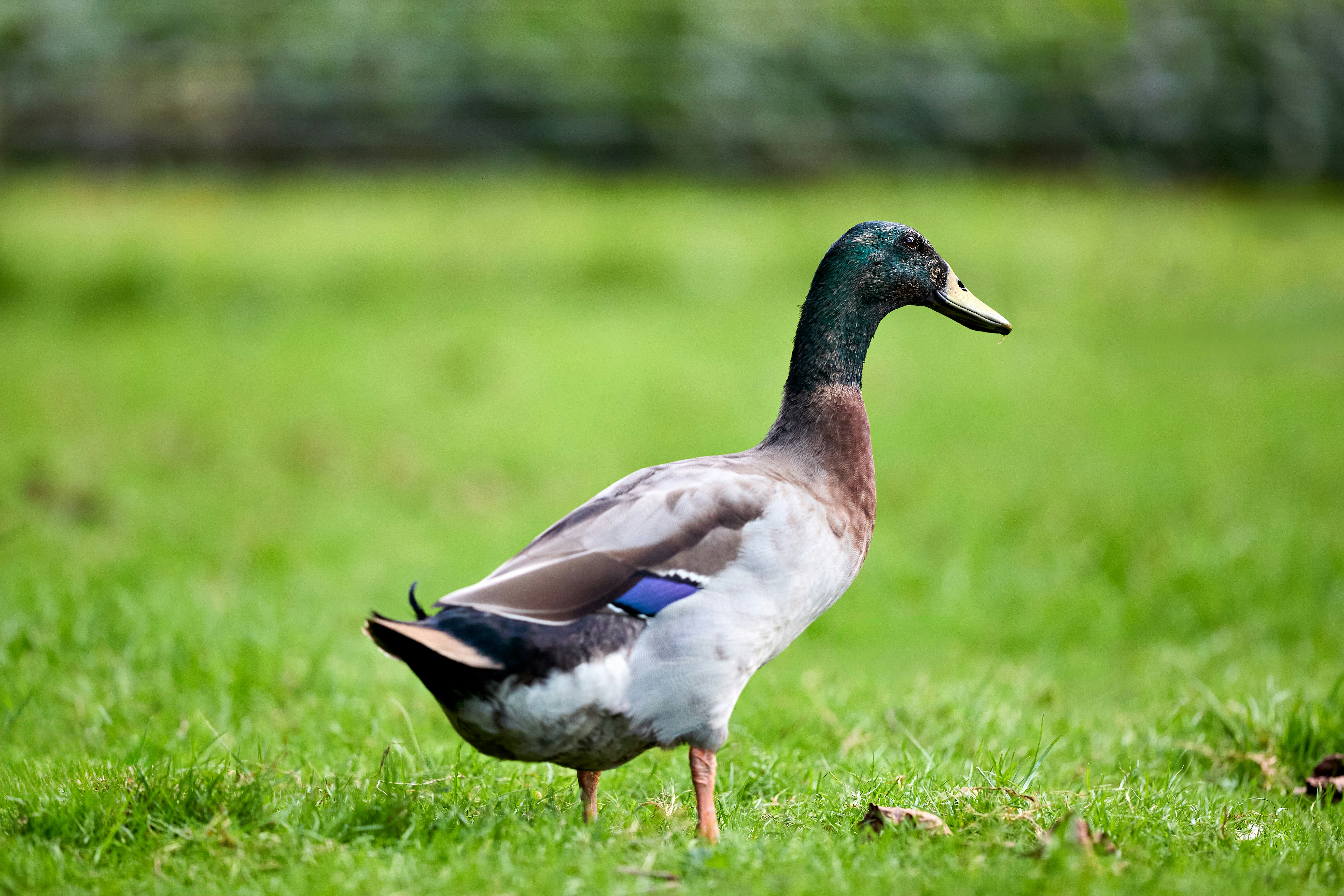 A striking duck with a vibrant iridescent green head, yellow beak, and mottled grey-brown body stands attentively on a field of lush green grass, with a soft, blurred natural background.