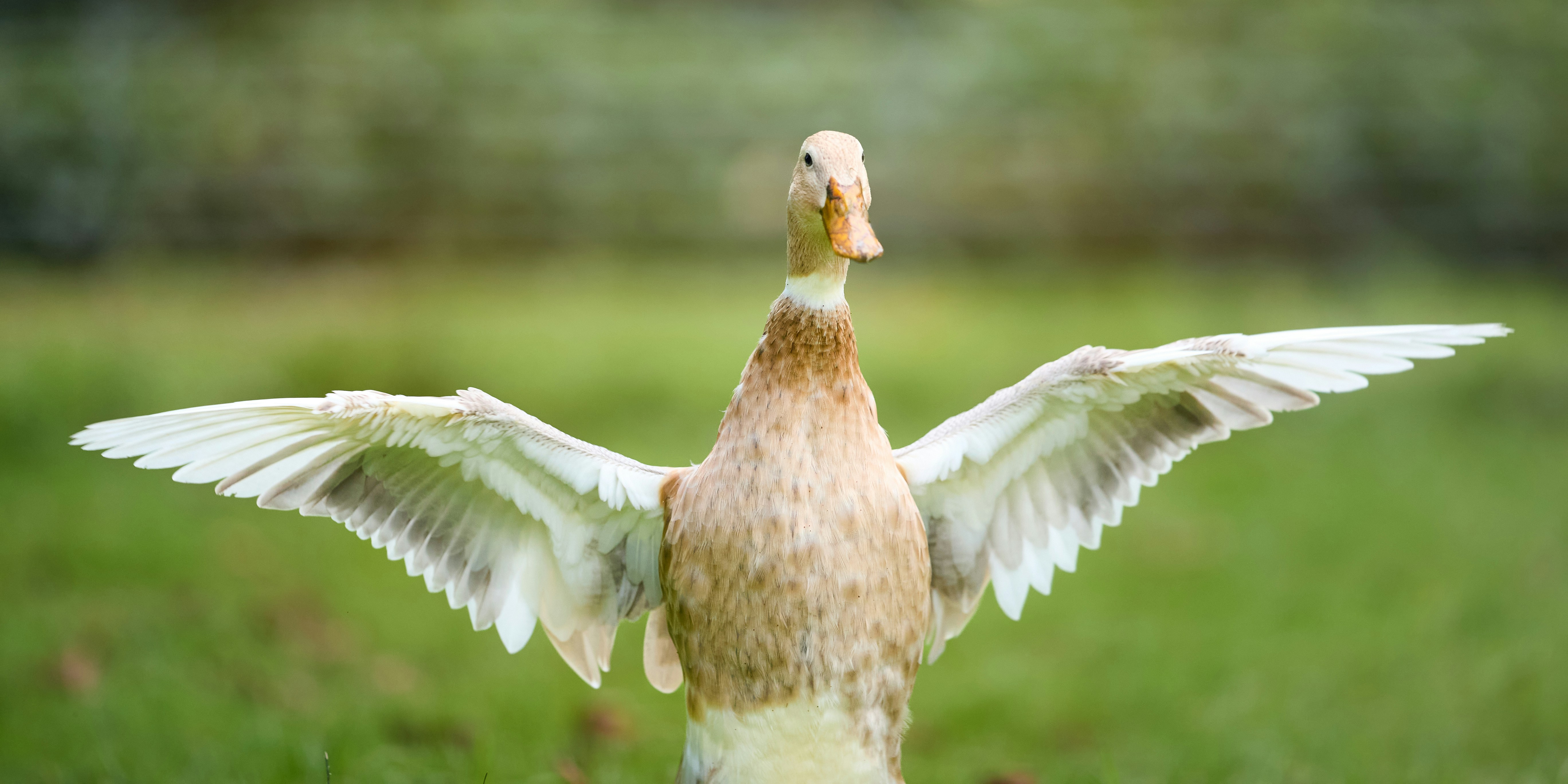 A majestic brown and white duck stretches its wings wide, captured mid-motion in a vibrant green outdoor setting, looking directly at the viewer with an engaging gaze.