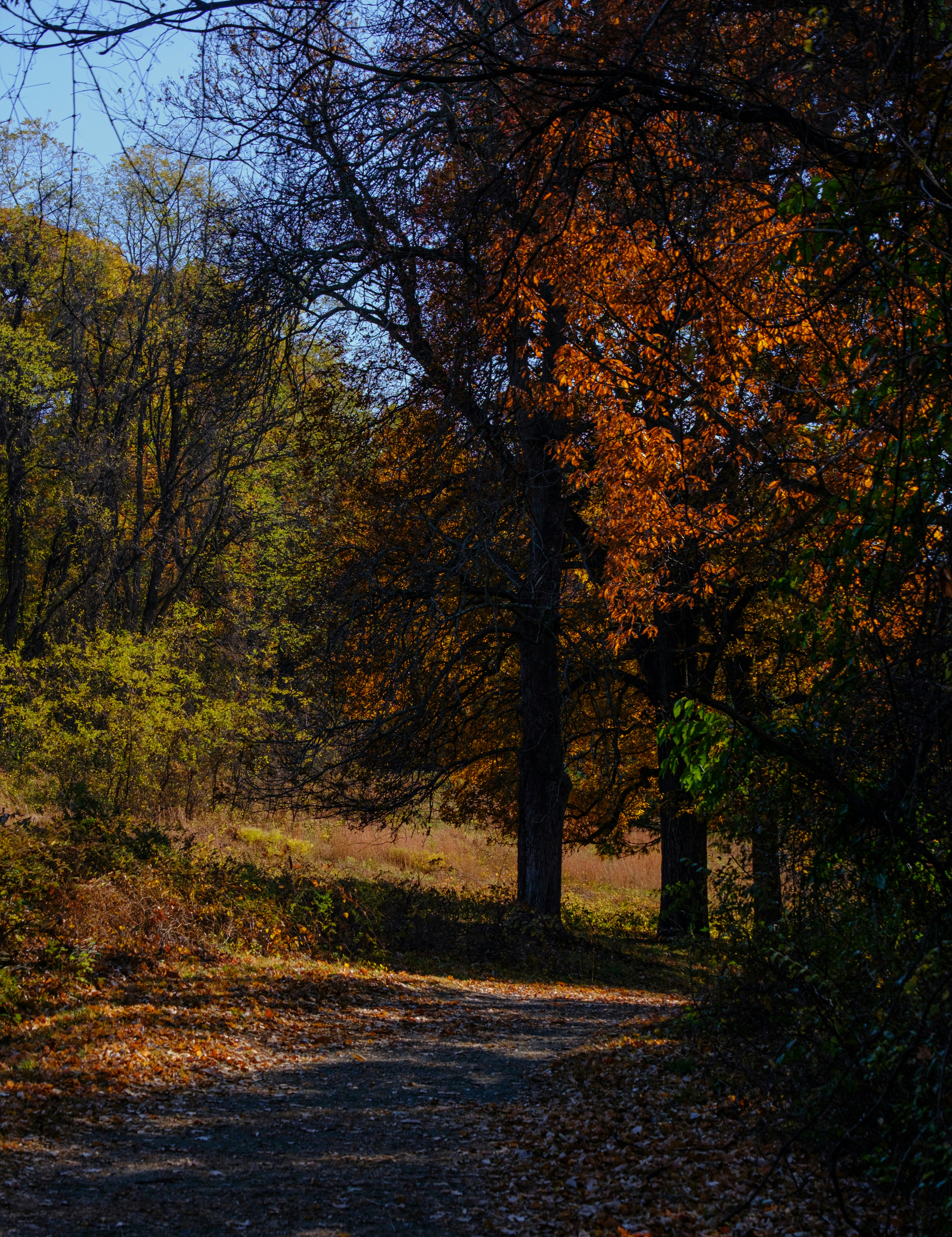 Amber Arcadia: A Quiet Woodland Path Drenched in Fall Light