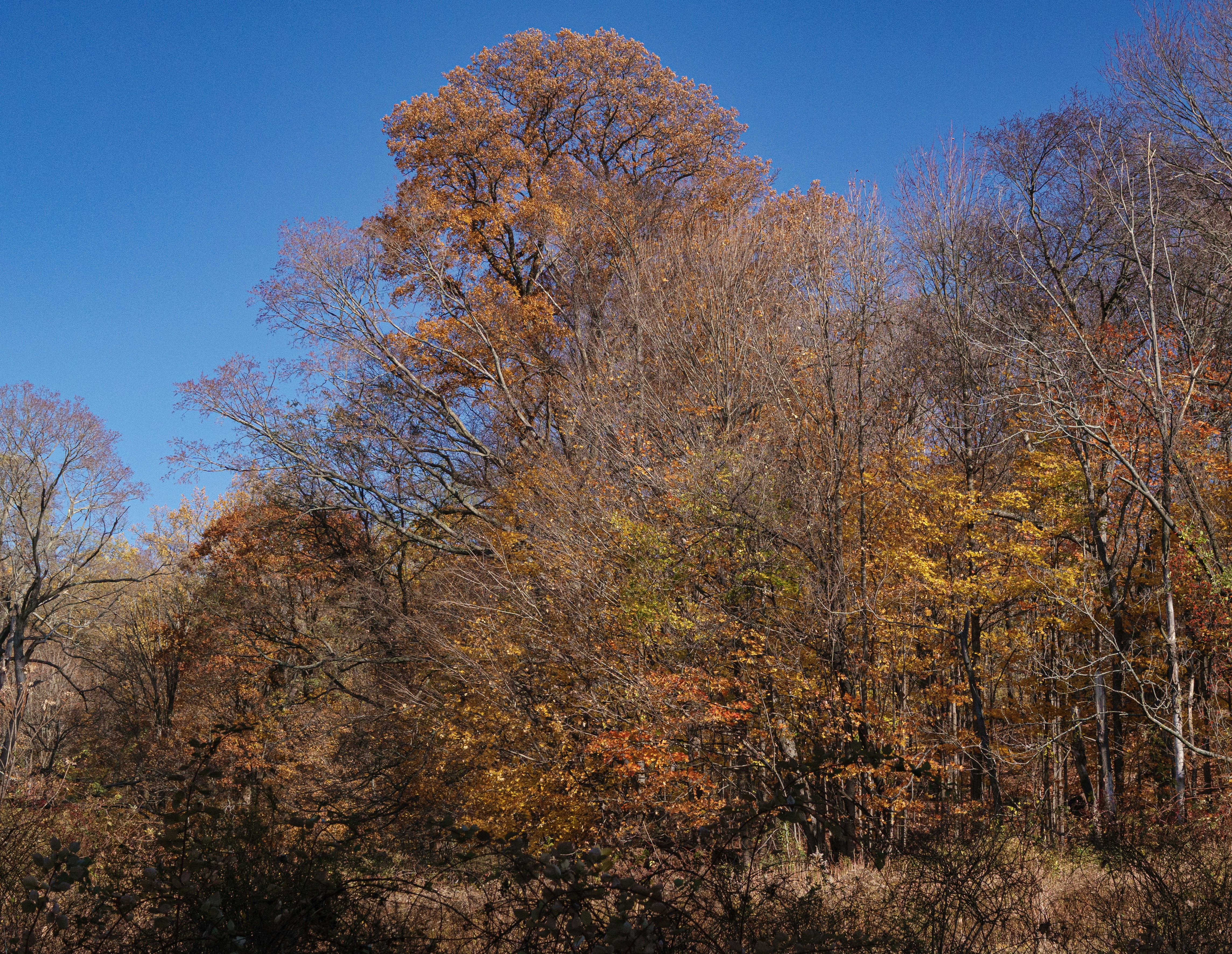 Crest of Autumn: Leaves in Fire-Hued Patchwork Beneath a Cerulean Sky