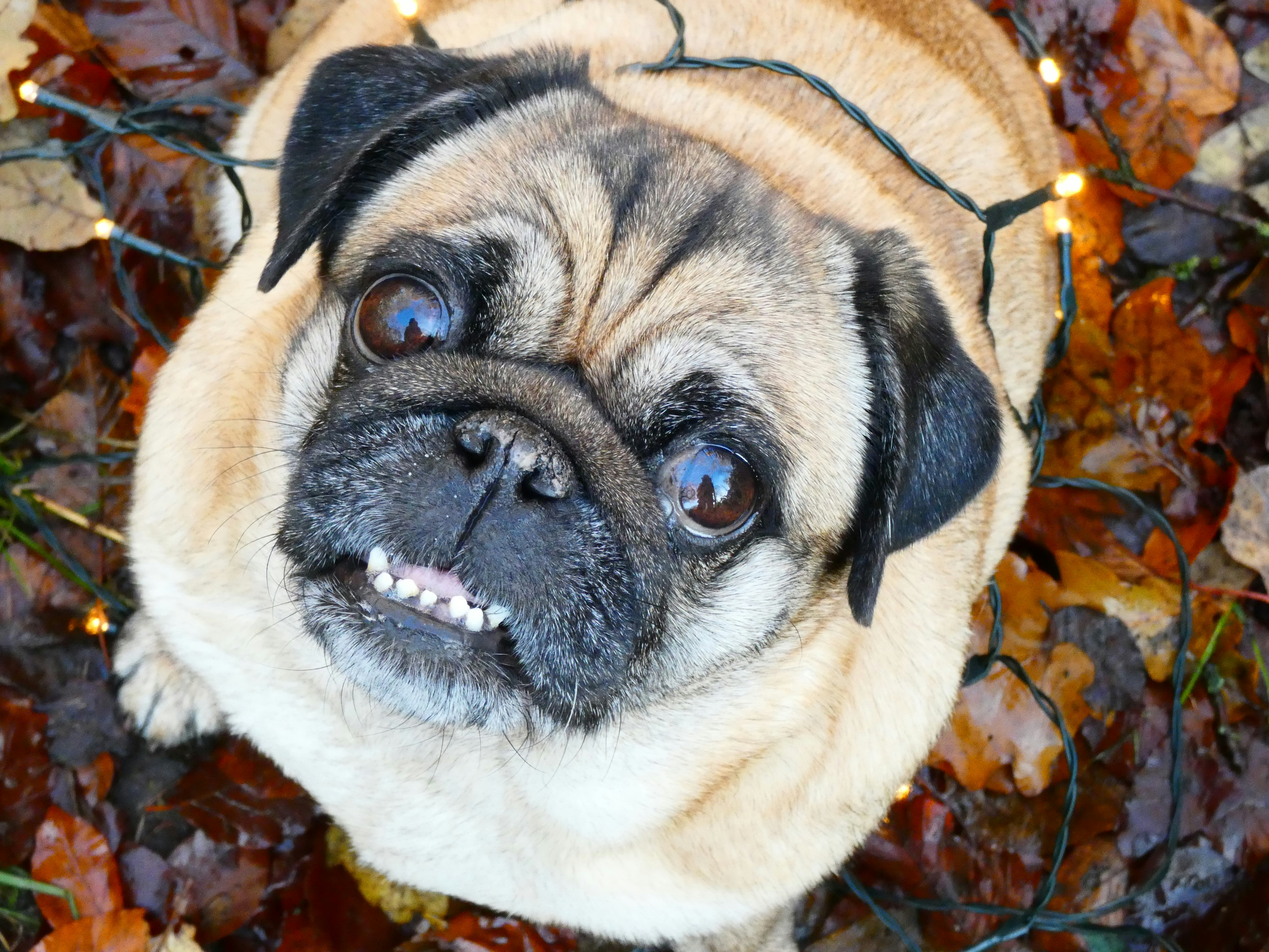 Mops Hund mit Lichterkette in weihnachtlicher Stimmung