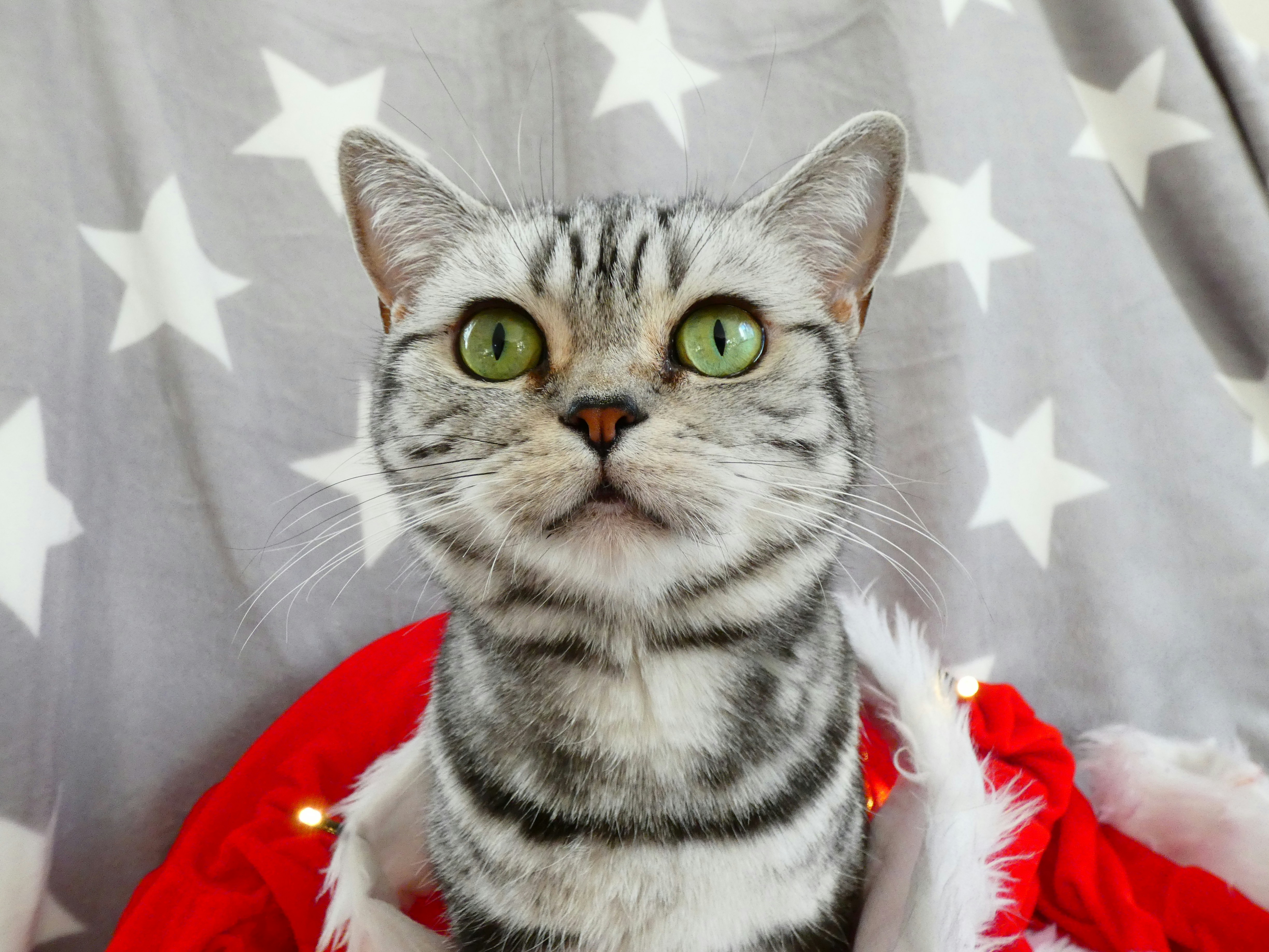 Bkh Katze mit Lichterkette in weihnachtlicher Stimmung
