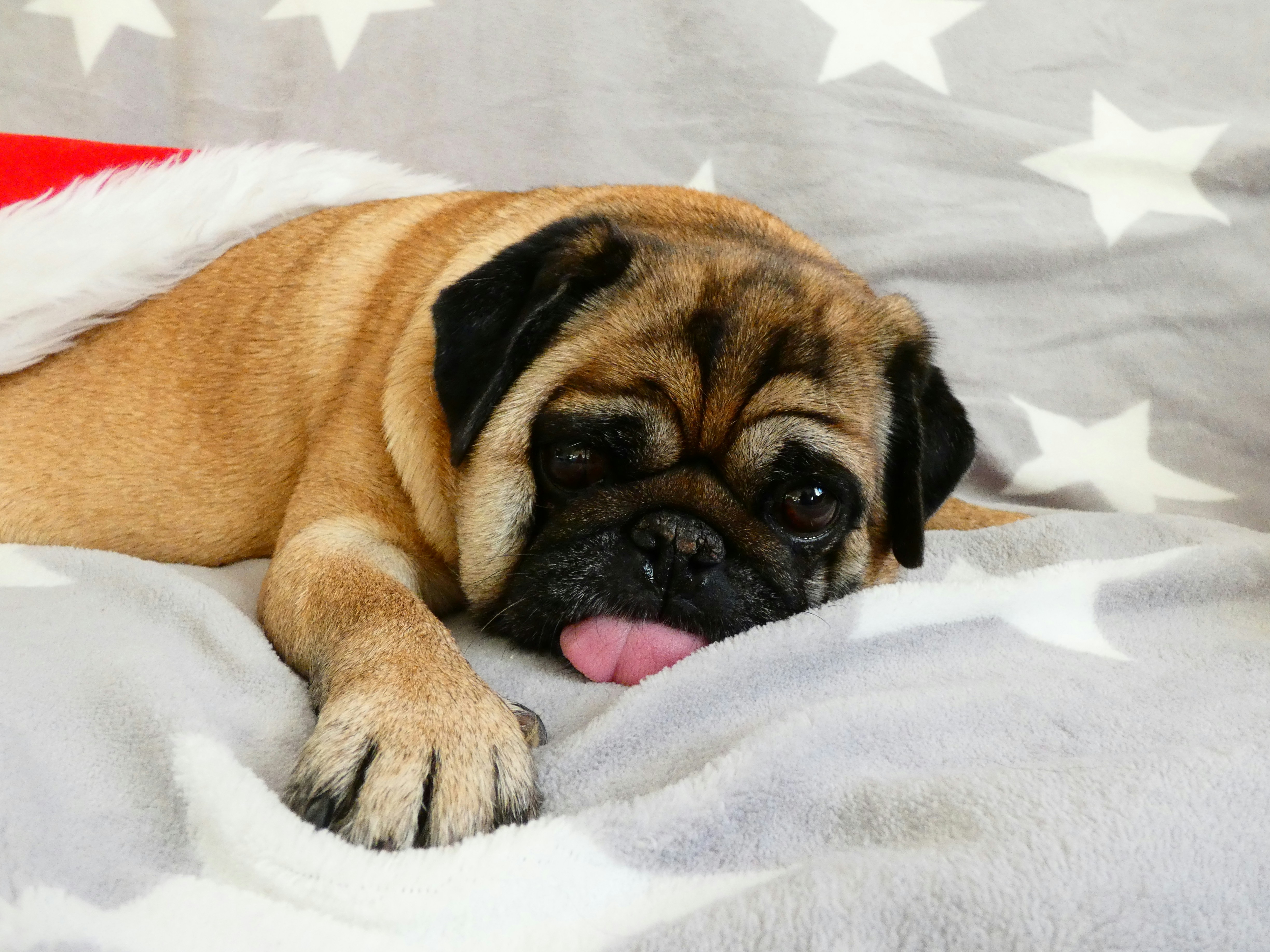 Mops Hund mit Lichterkette in weihnachtlicher Stimmung