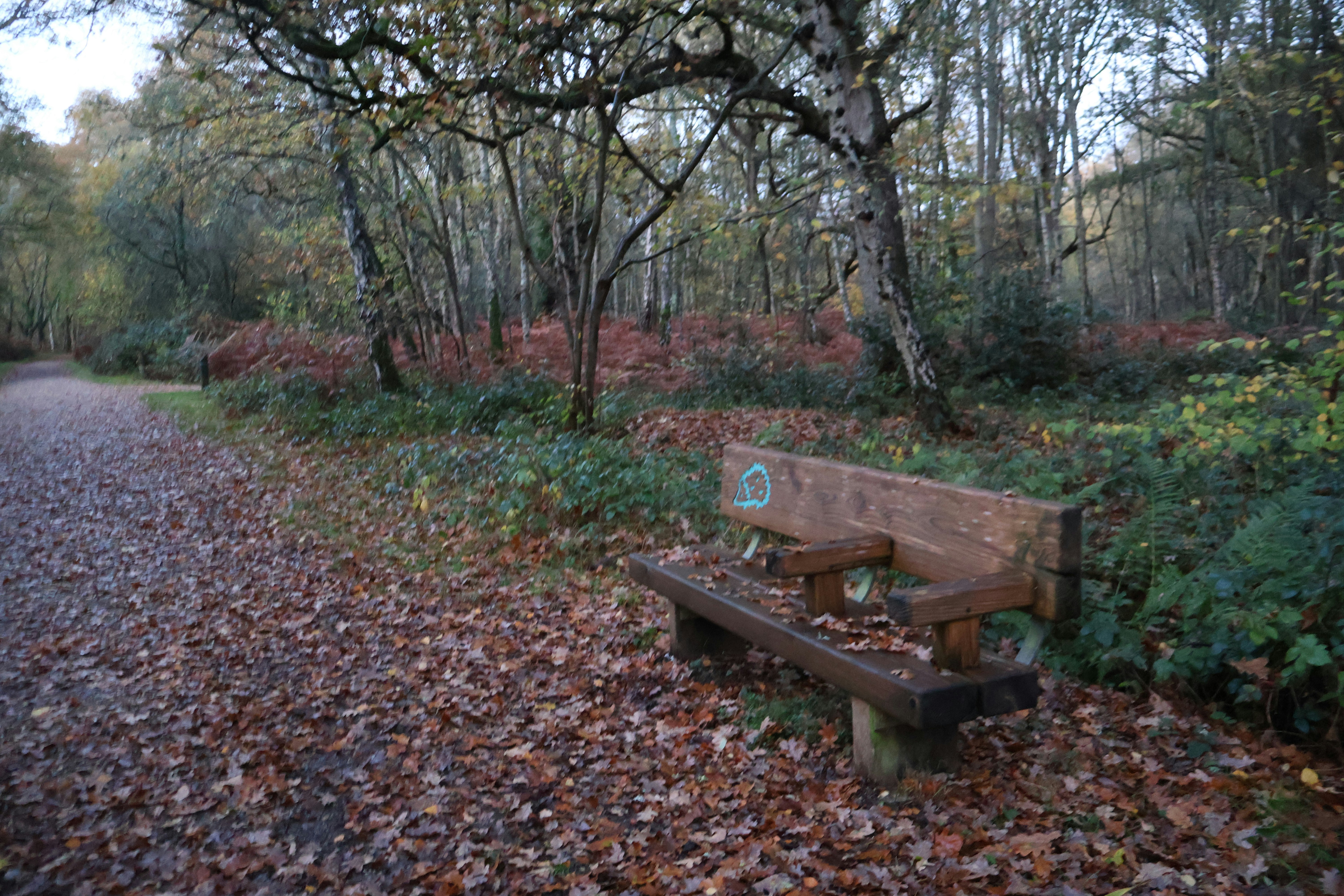Autumn Quiet: The Bench Beside a Leaf-Covered Park Path