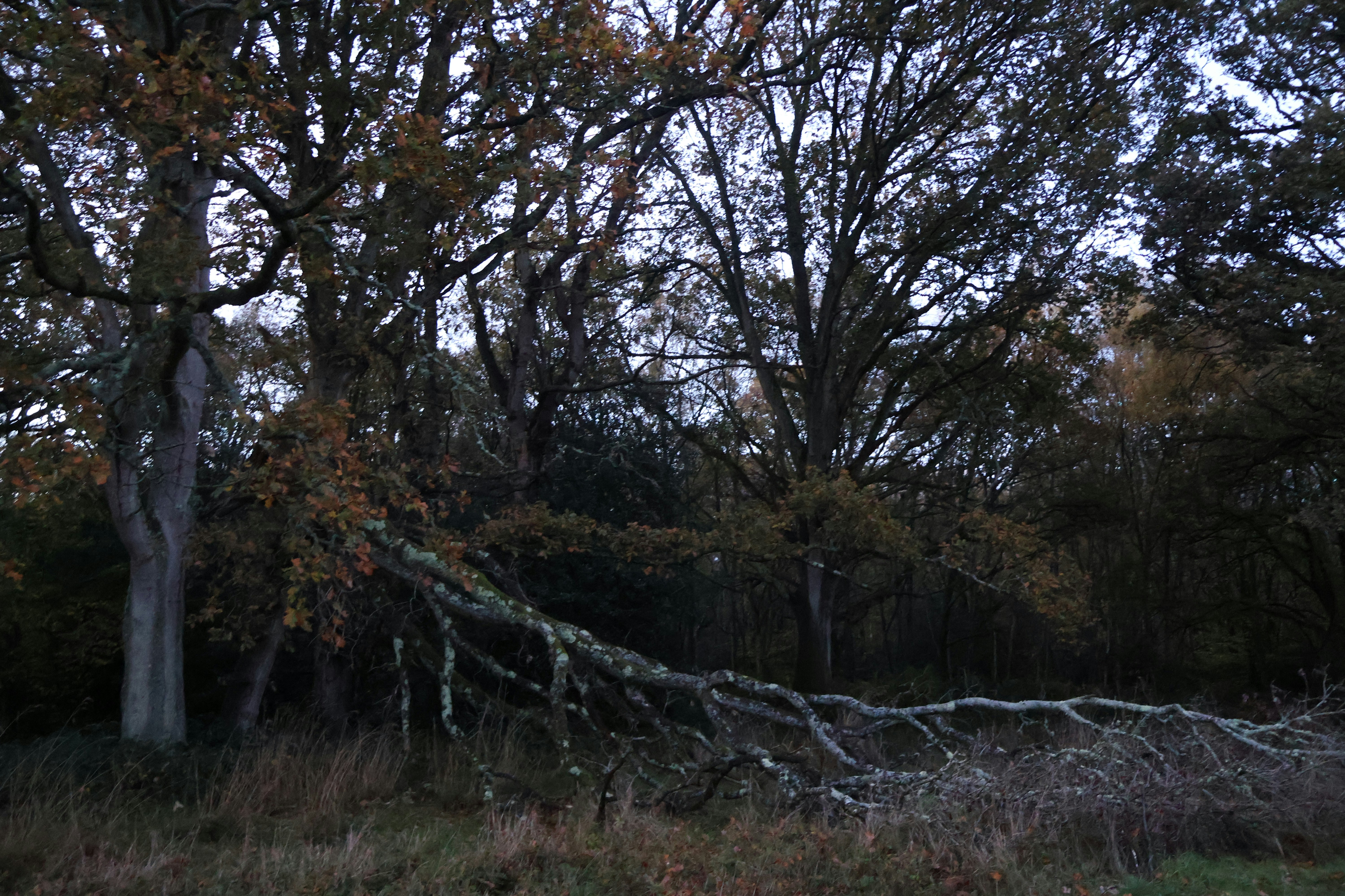 Photo by Tanya Barrow with Canon EOS R50