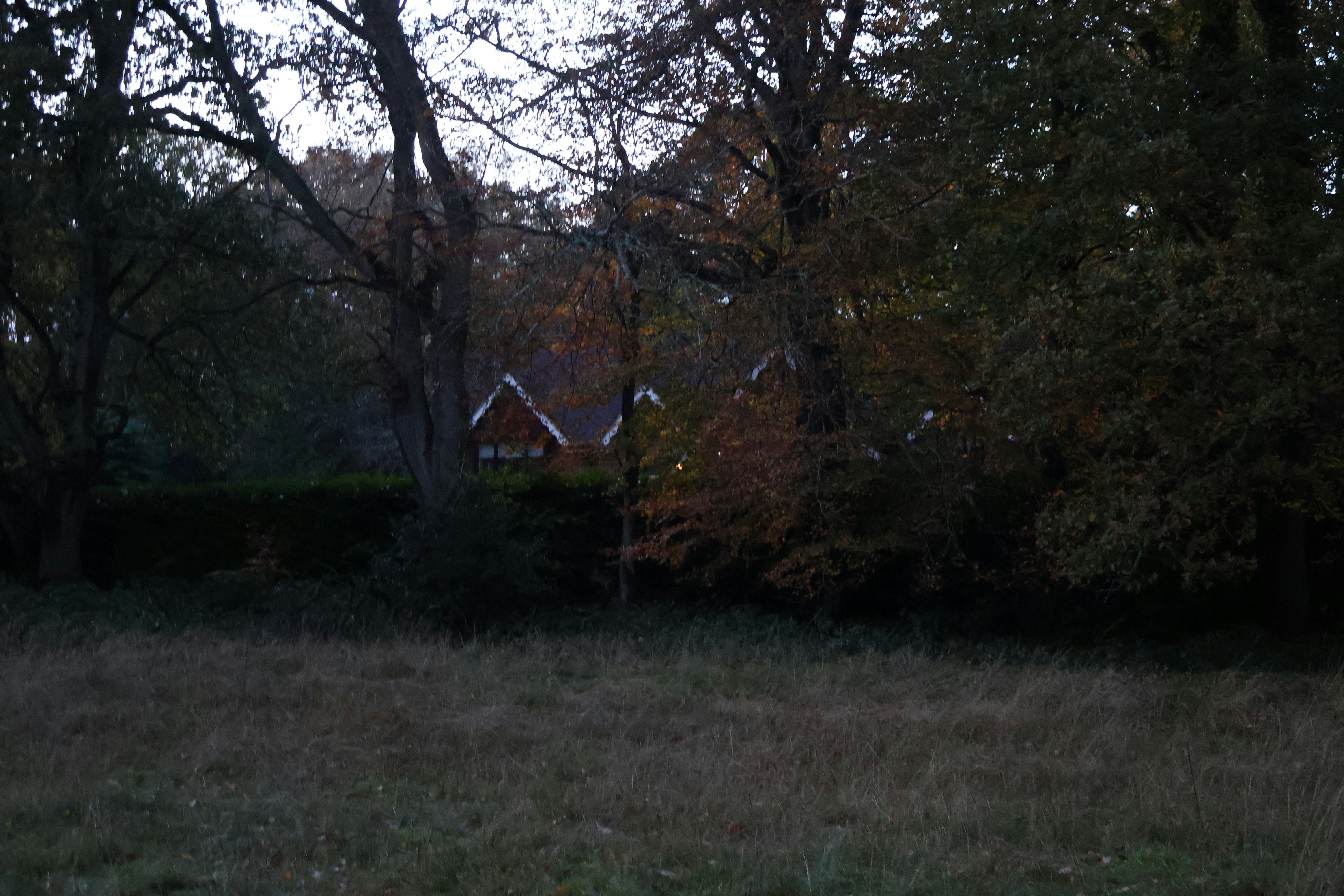 Dusk Quiet: A House Hidden Among the Trees