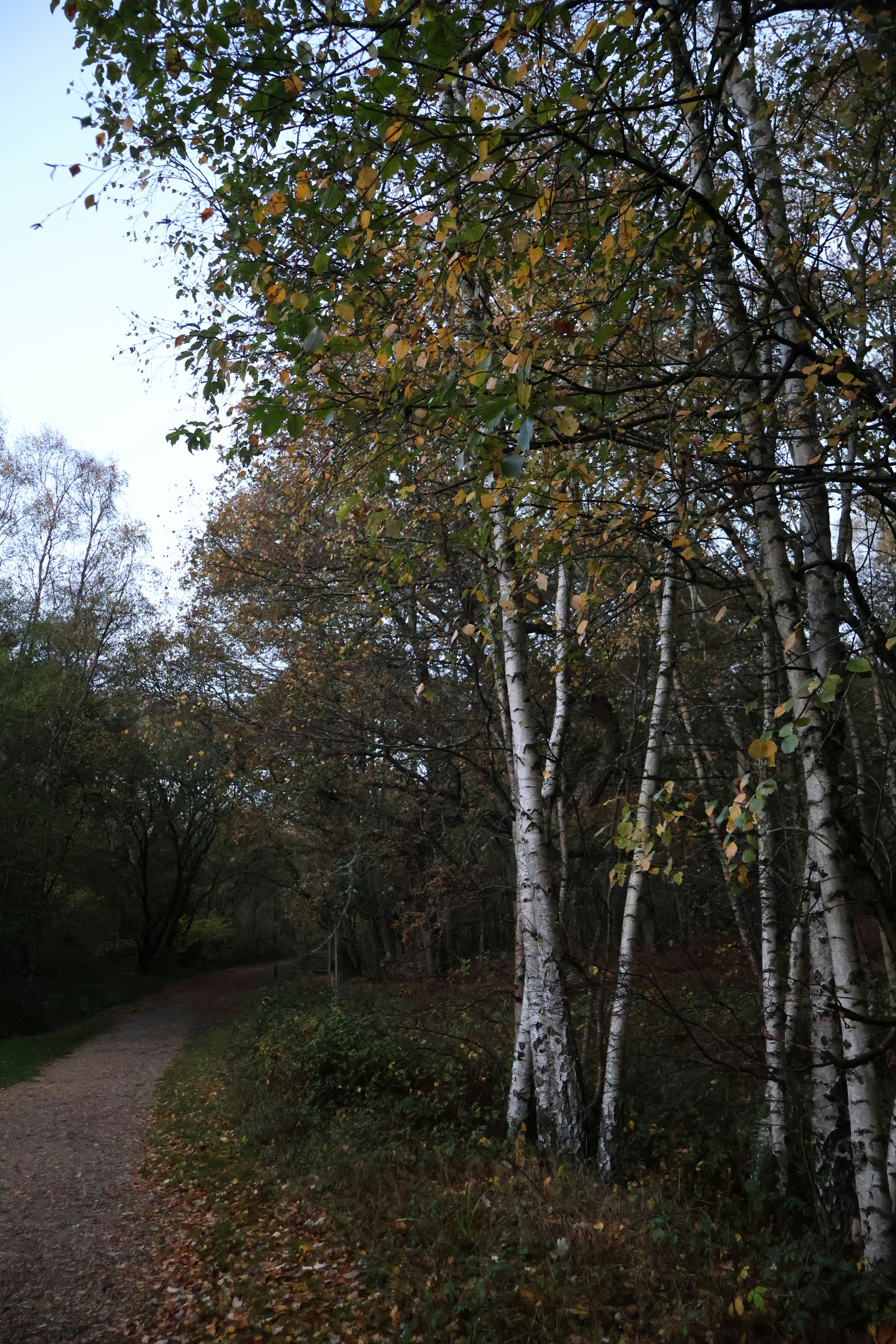 Birch Alley: Quiet Autumn Path Through White Trunks