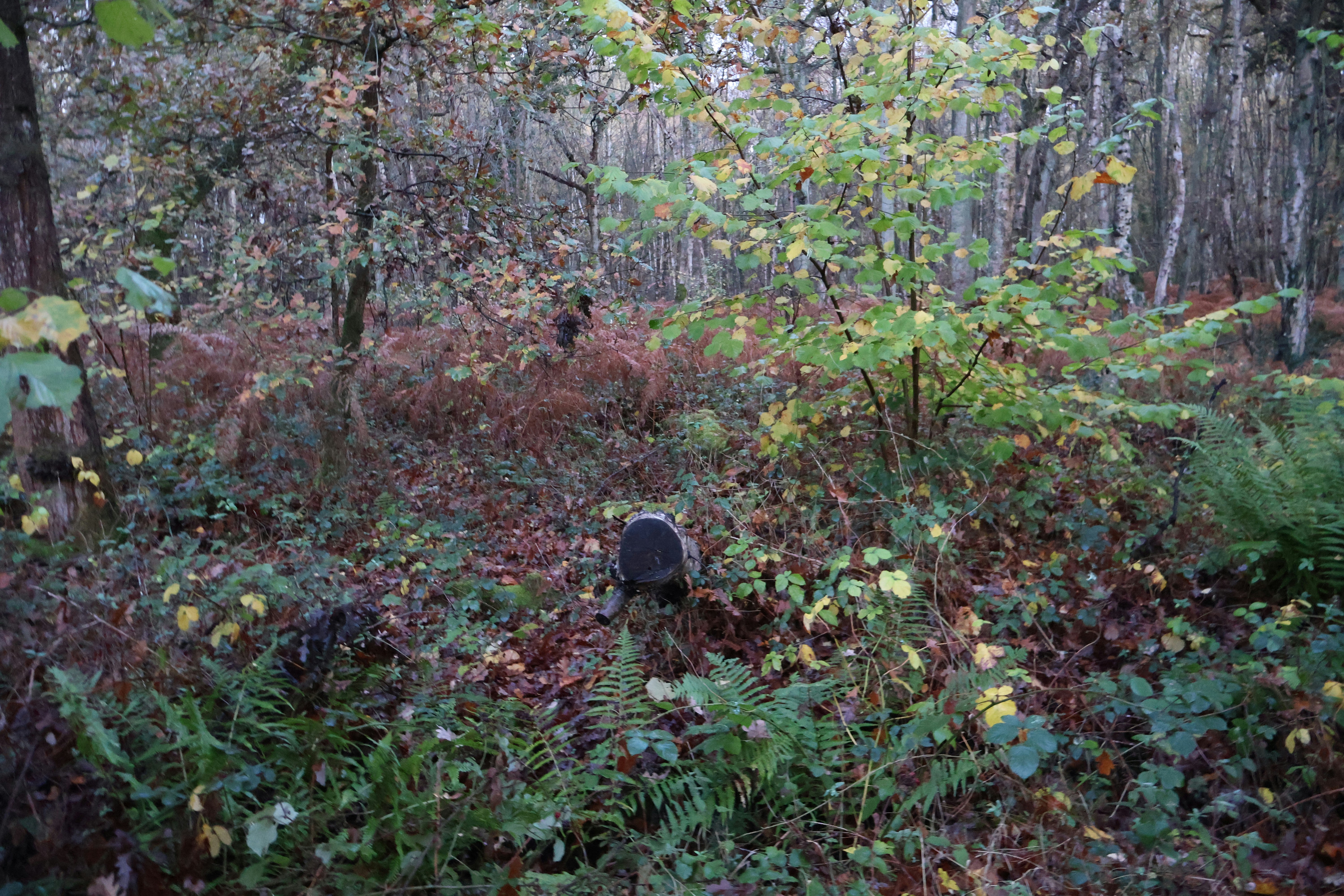 Hidden Lens Resting Among Autumn Ferns in the Forest Understory