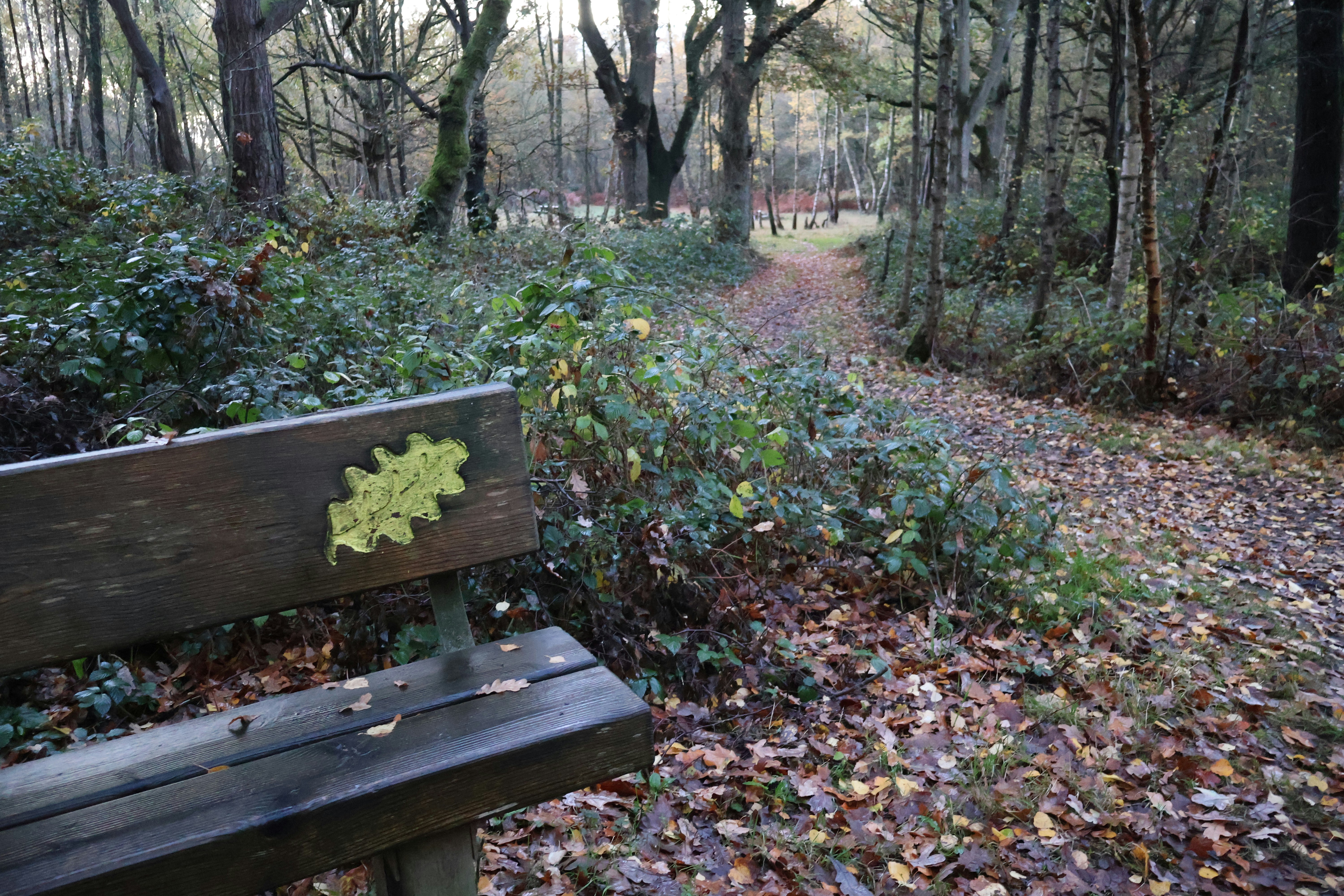 Whispering Path: Autumn Light Framing a Park Bench