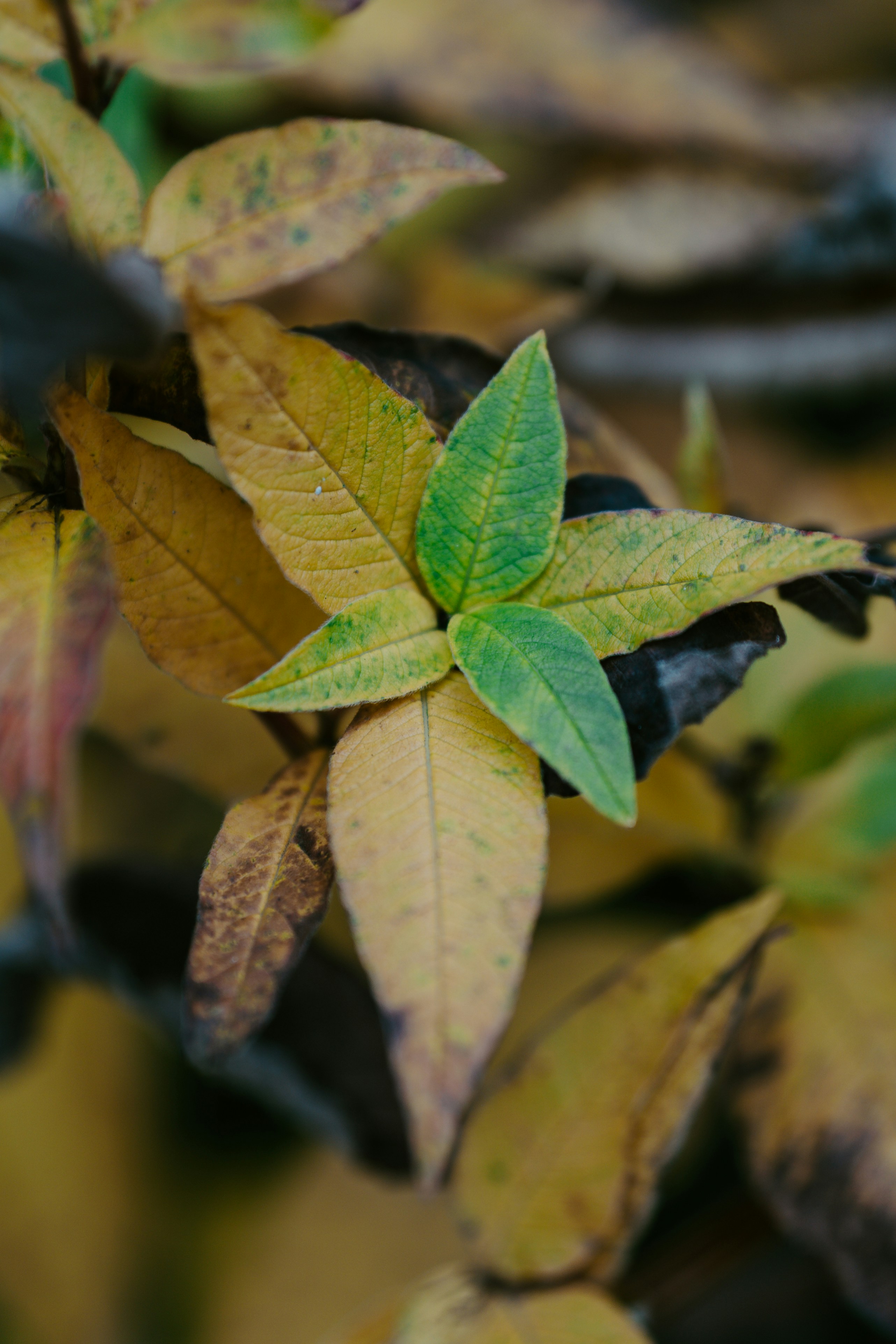 Photo by Mohamed B. with Sony Alpha 7C